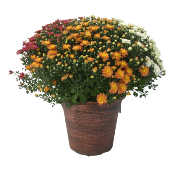 Better Homes & Gardens 1.5G Tricolor Mum Combo, Live Plants, Full Sun ...