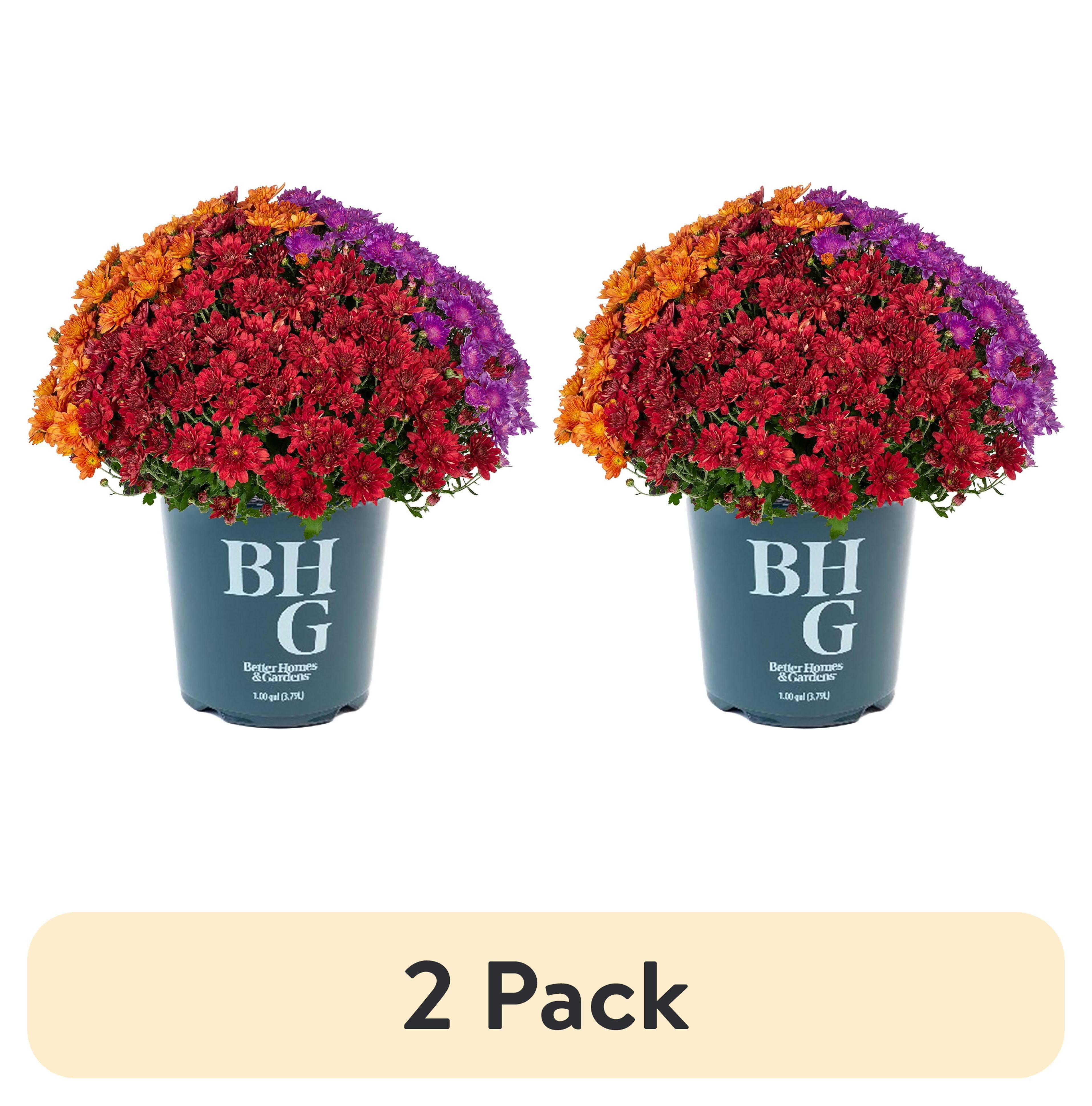 (2 pack) Better Homes & Gardens 1.5G Tricolor Mum Live Plant in Grower ...