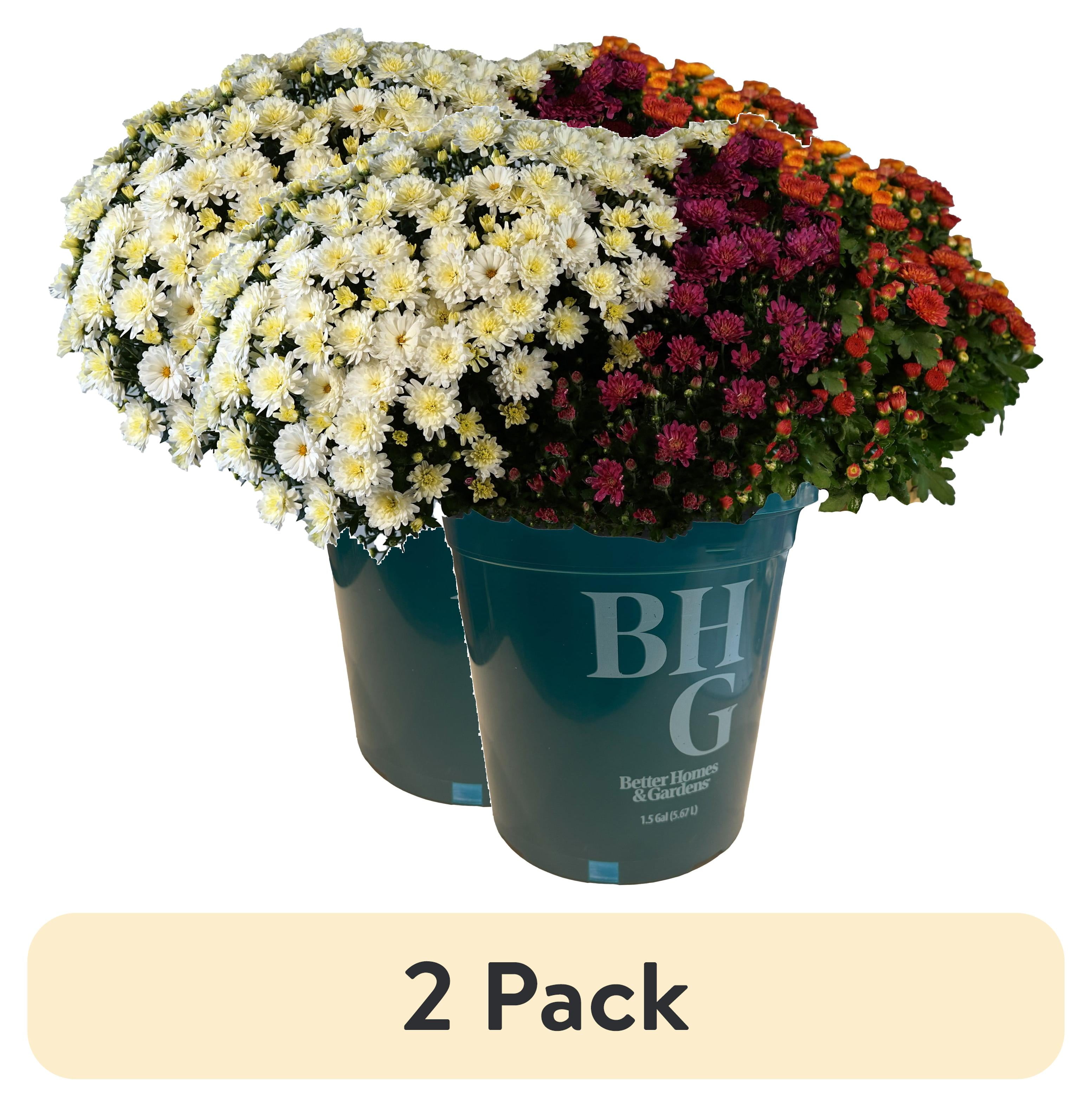 (2 pack) Better Homes & Gardens 1.5G Tricolor Mum Live Plant in Grower ...