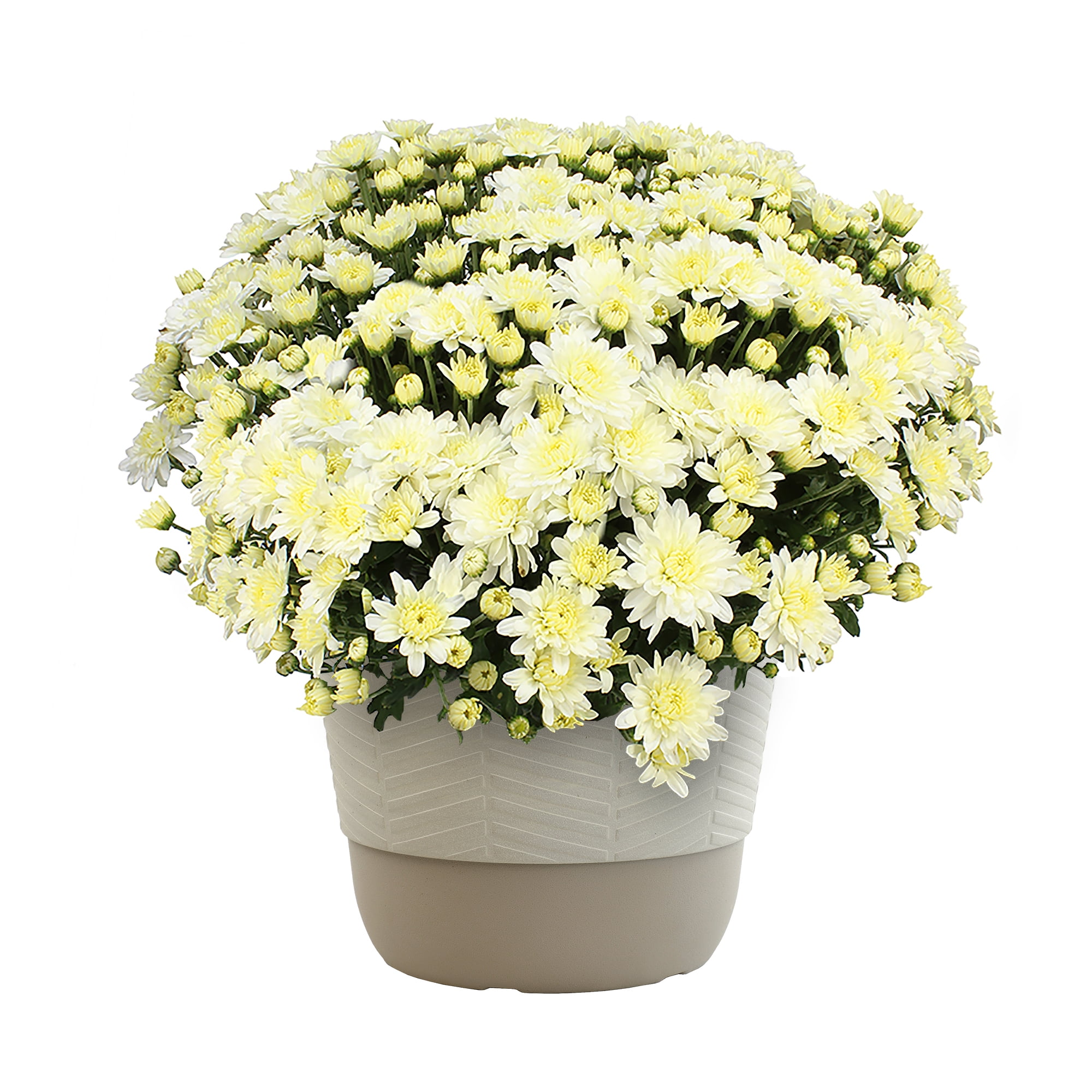 Better Homes & Gardens 1.5G White Daisy Mum Live Plants in Decorative ...