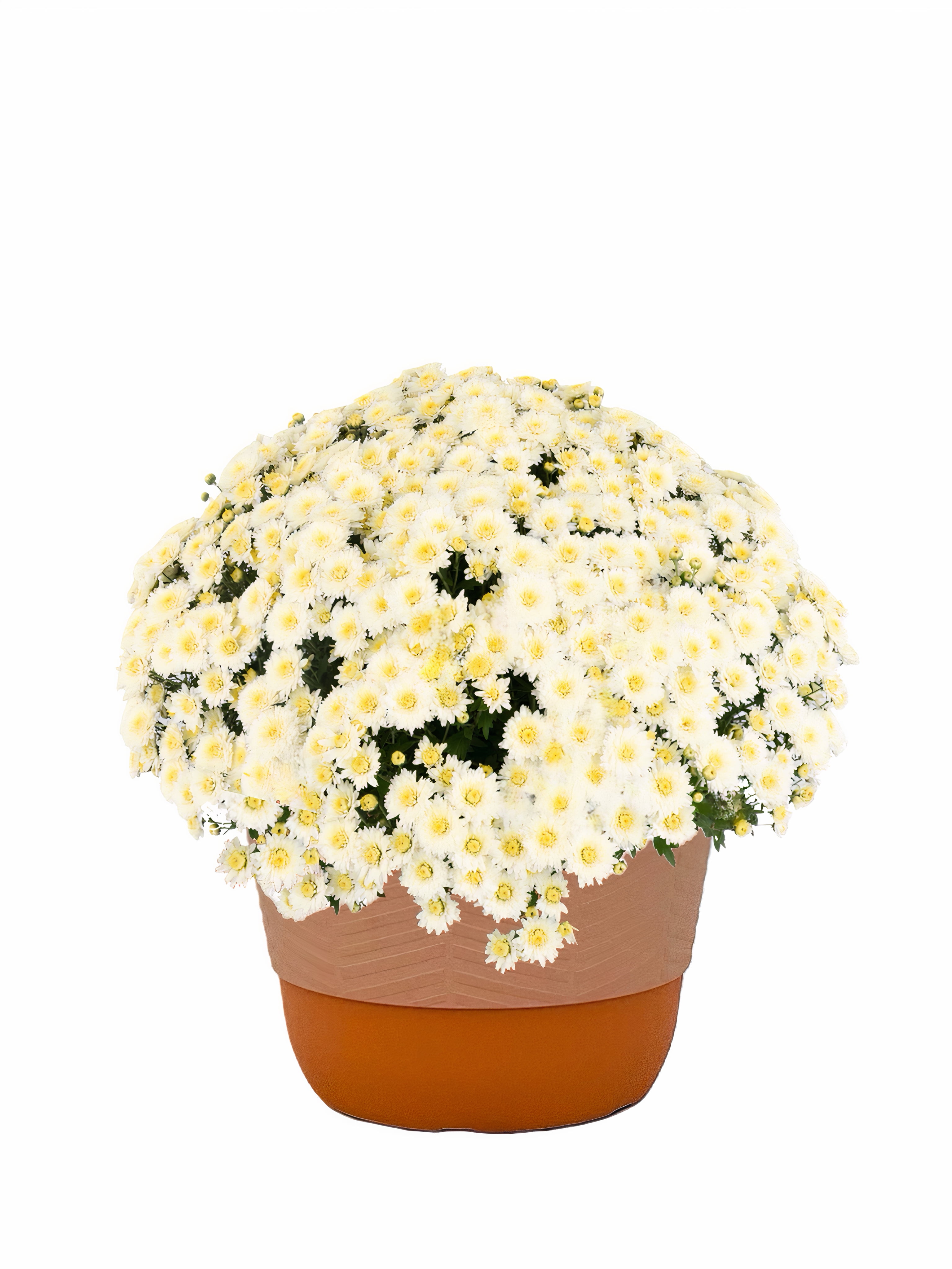 Better Homes & Gardens 1.5G White Mum Live Plant in Decorative Pot ...