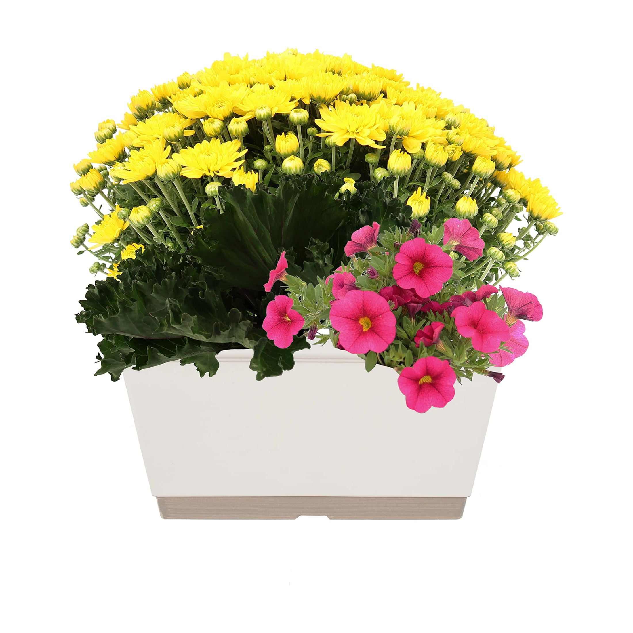 Better Homes & Gardens 1.5G Windowbox Garden Mum Live Plant in ...