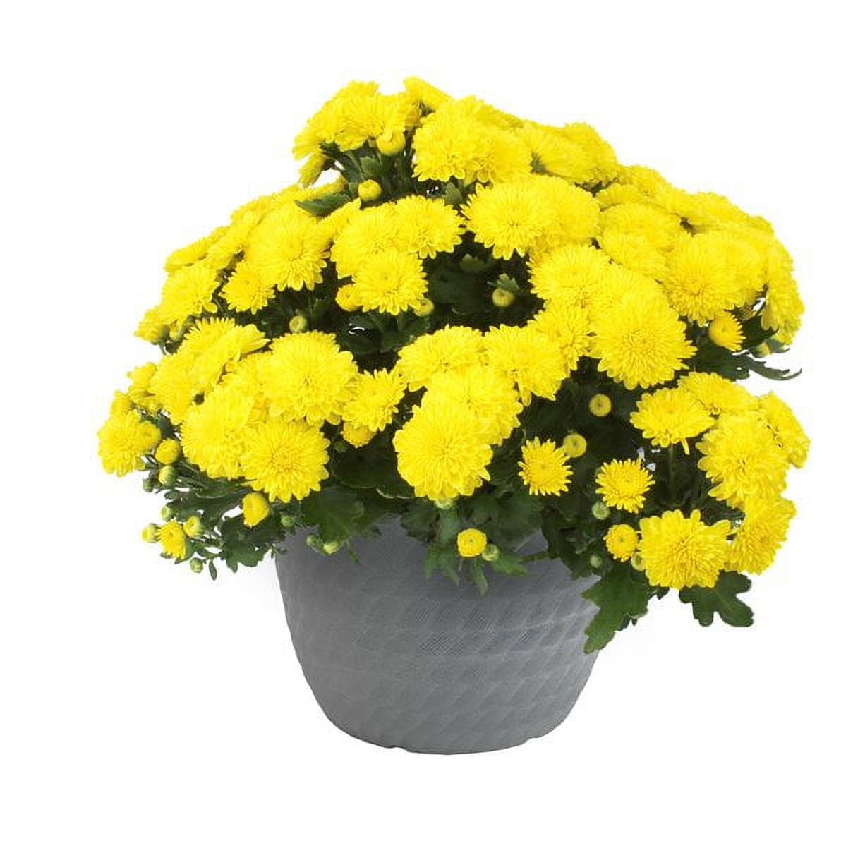 Better Homes & Gardens 1.5G Yellow Deco Garden Mum Live Plant ...