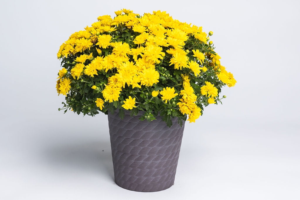 Better Homes & Gardens 1.5G Yellow Mum Live Plant in Decorative Pot ...