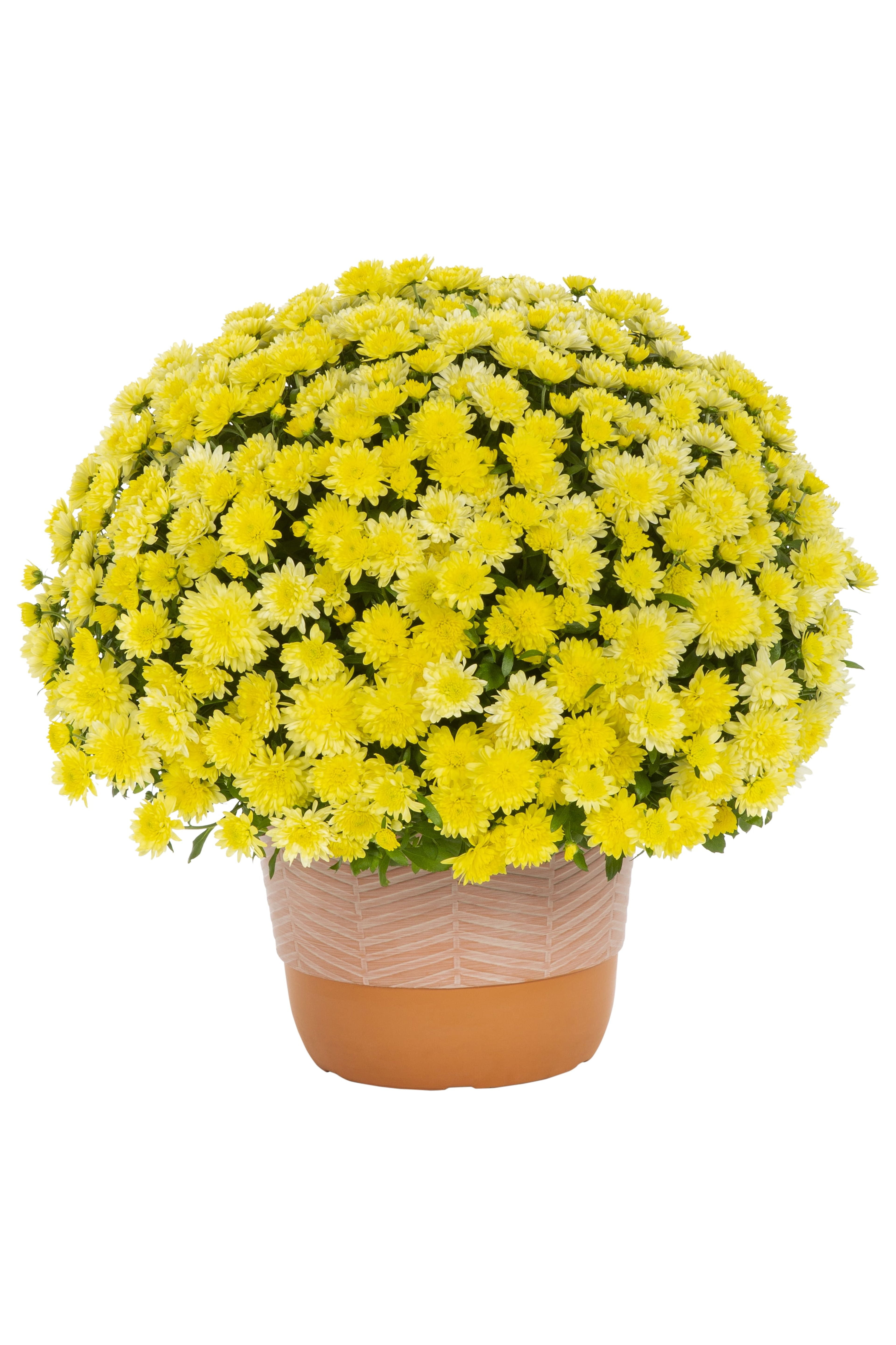 Better Homes & Gardens 1.5G Yellow Mum Live Plant in Decorative Pot ...