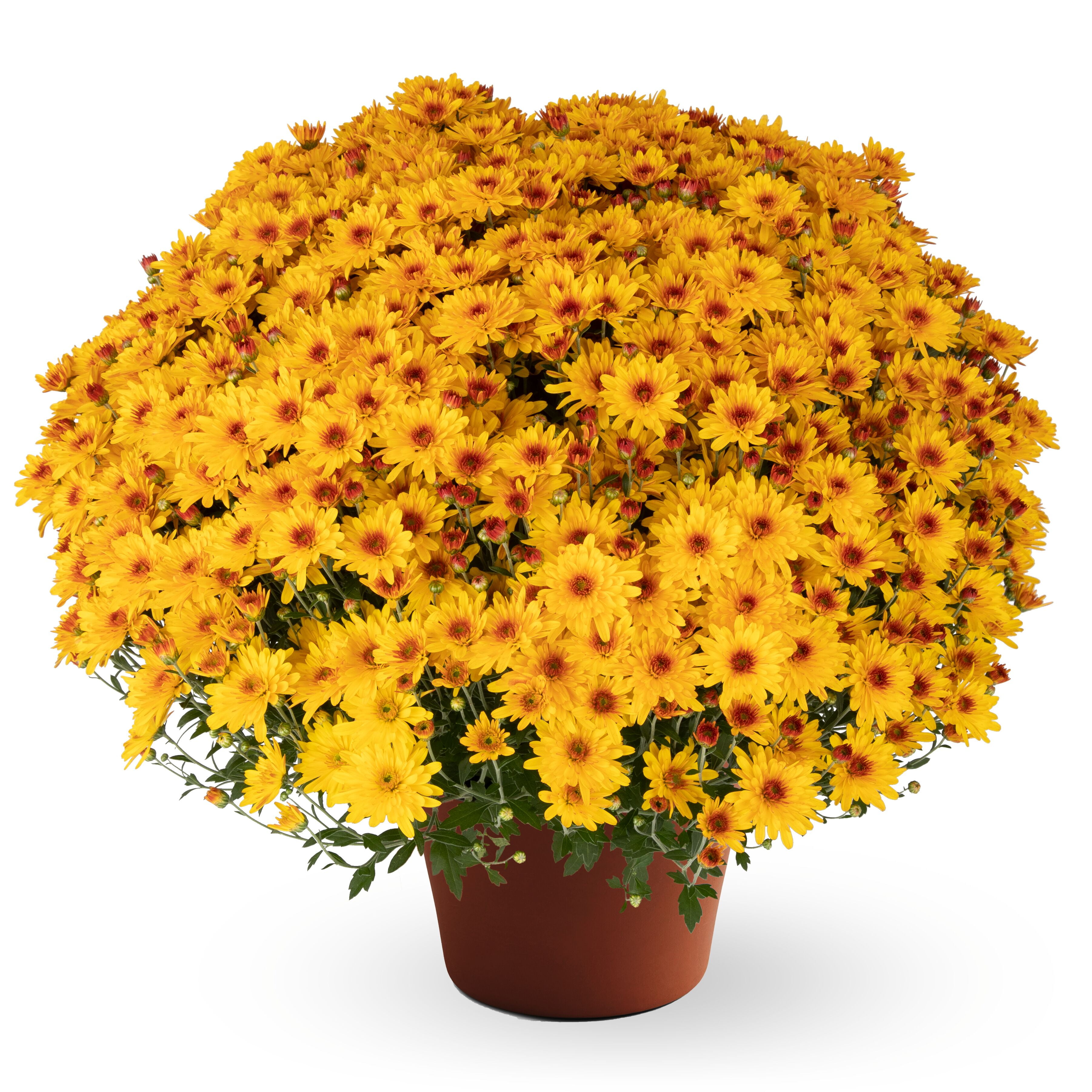 Better Homes & Gardens 1.5G Yellow Mum Live Plant in Decorative Pot ...