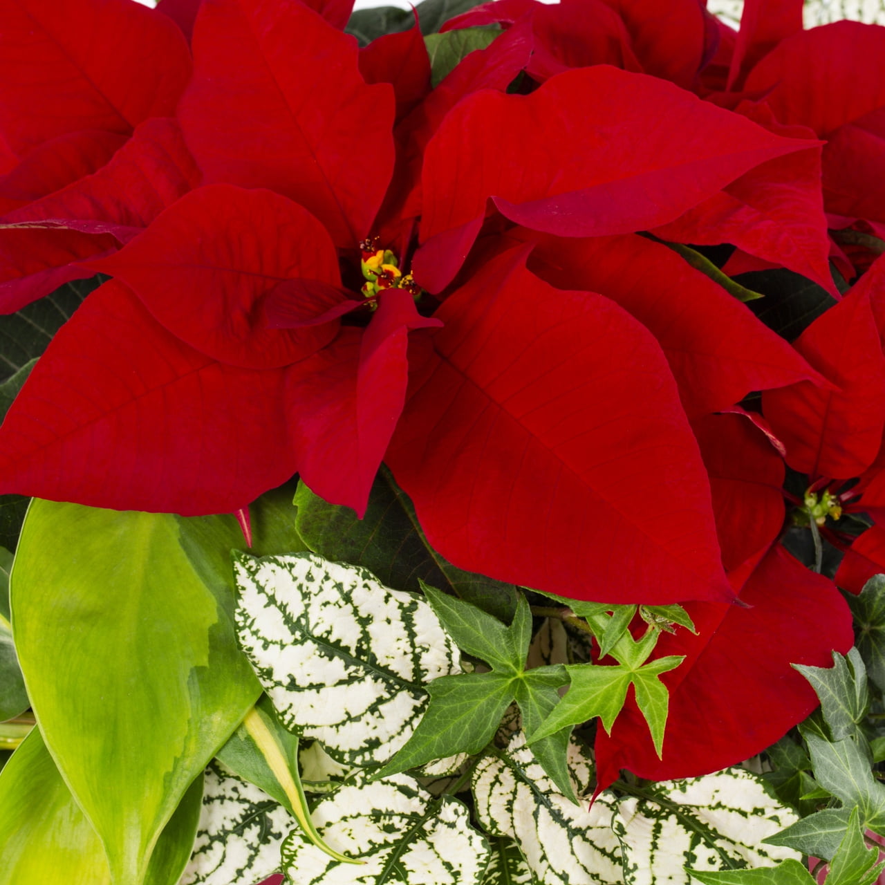 Better Homes & Gardens 1.5Gal Red Poinsettia Pothos Foliage Houseplant ...