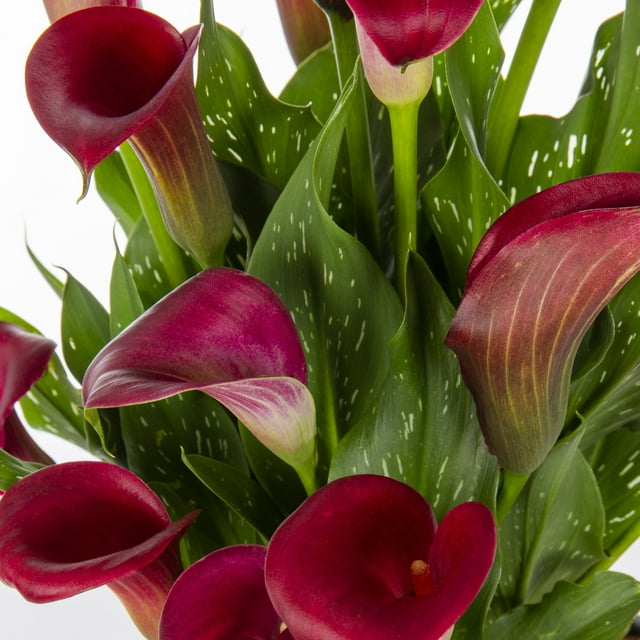 Better Homes & Gardens 1.5gal Red Yellow Calla Lily Live Perennial ...