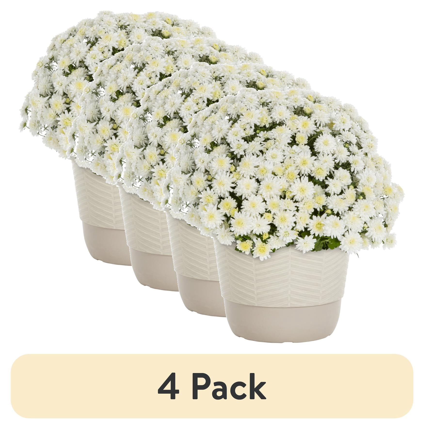 (4 pack) Better Homes & Gardens 1.5Gal White Garden Chrysanthemum Plant ...