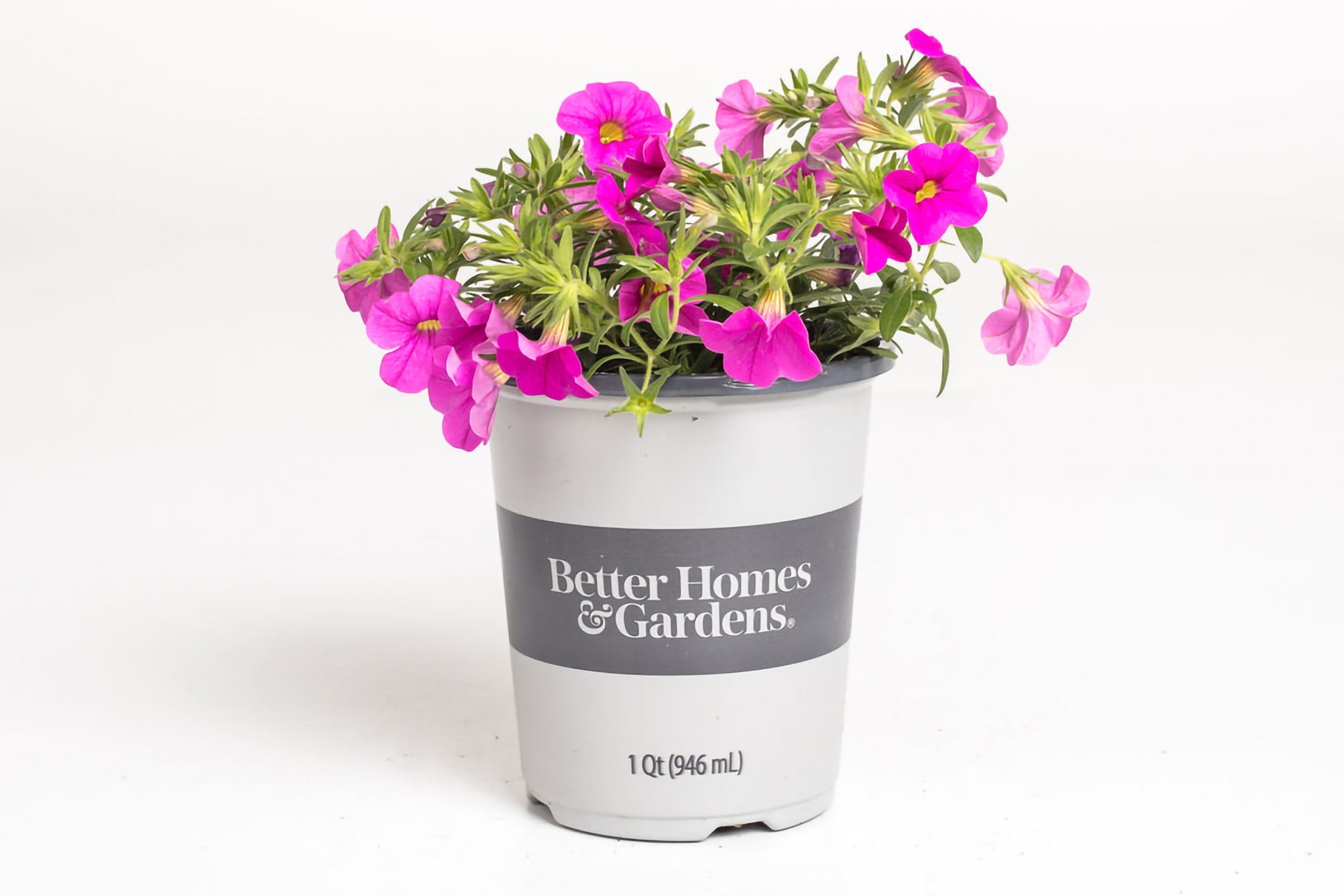 Better Homes & Gardens 1 Quart Conga Calibrachoa Rose and Lavender Full ...