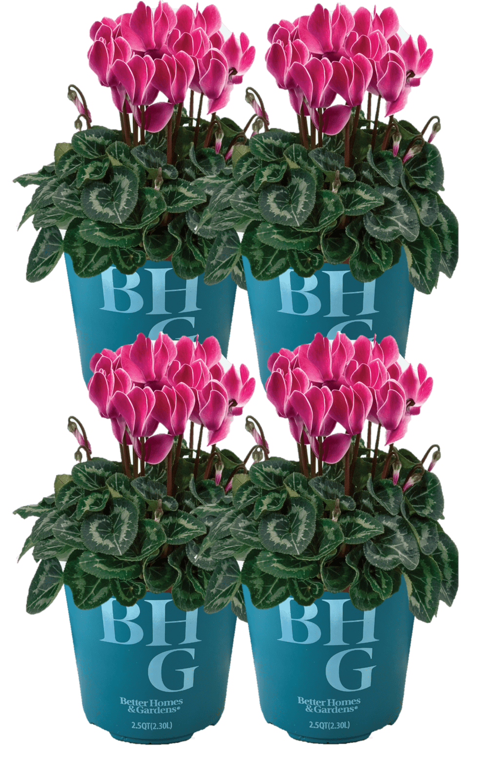 Better Homes & Gardens 1 Quart Laser Synchro Mix Cyclamen Various ...