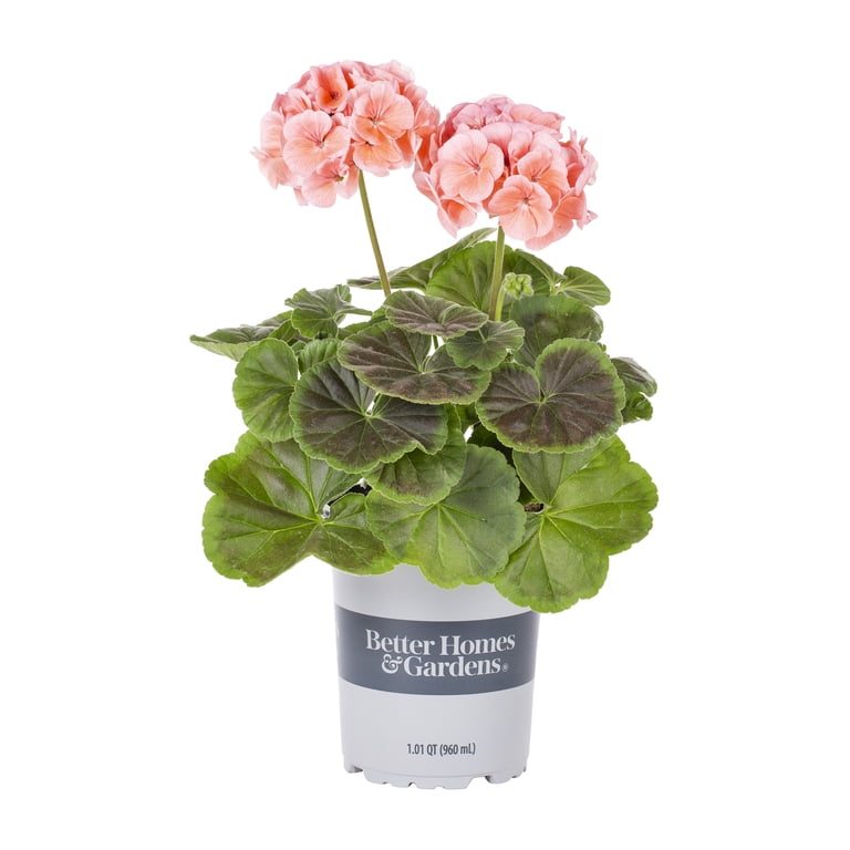 Orange Geraniums
