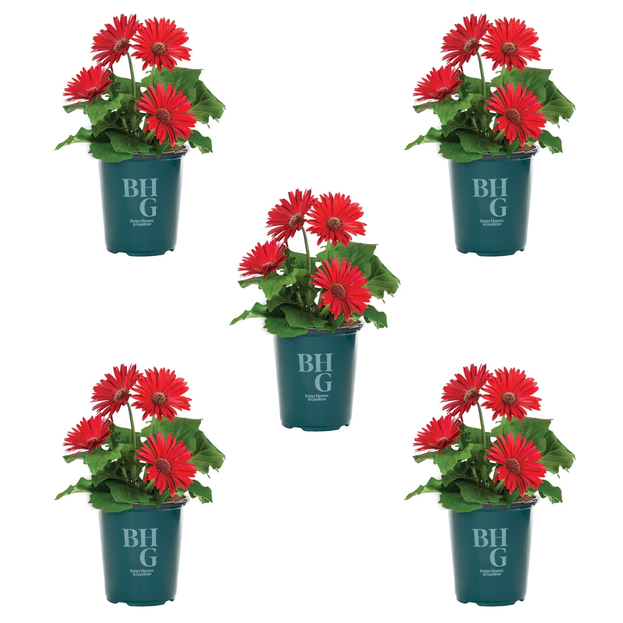 Better Homes & Gardens 1.5PT Red Gerbera Daisy Live Annual Plant Sun 5 ...