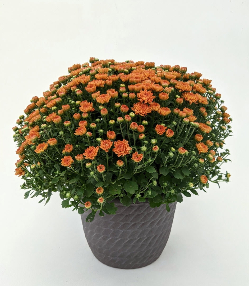 Better Homes & Gardens 10" Bronze Mums with with Daisy Decorative ...