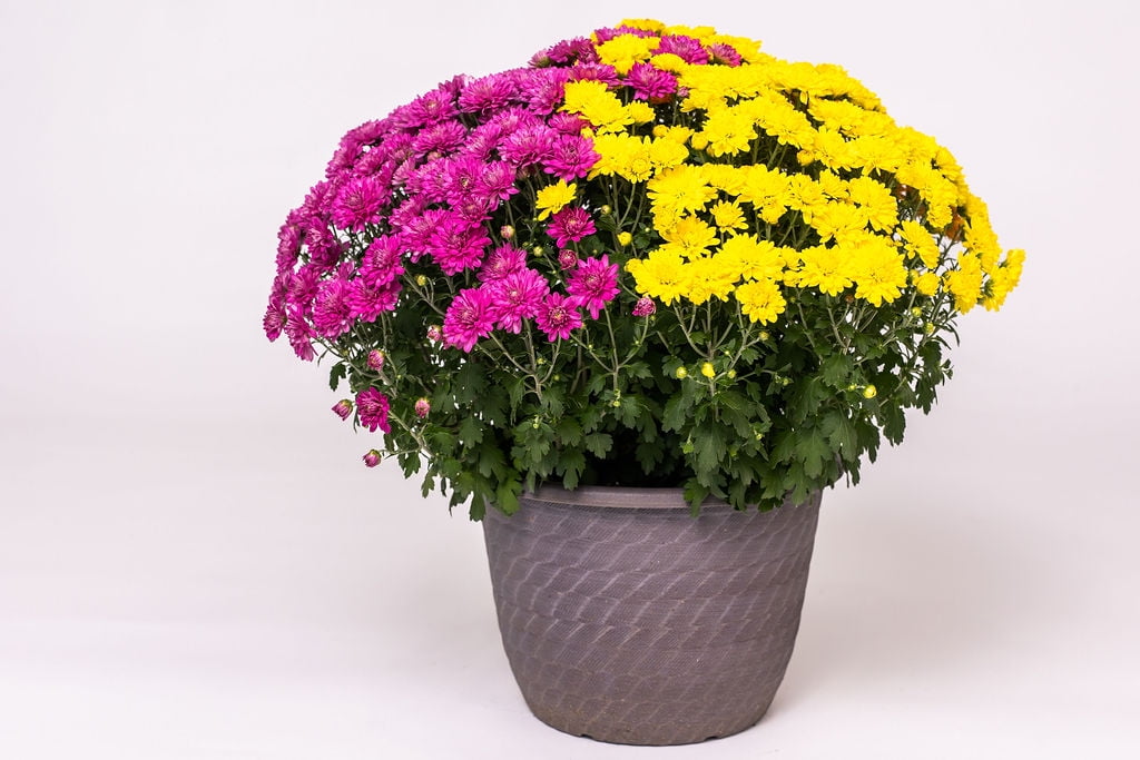 Better Homes & Gardens 10 Inch Mum Tricolor Annual Live Plants Full Sun ...