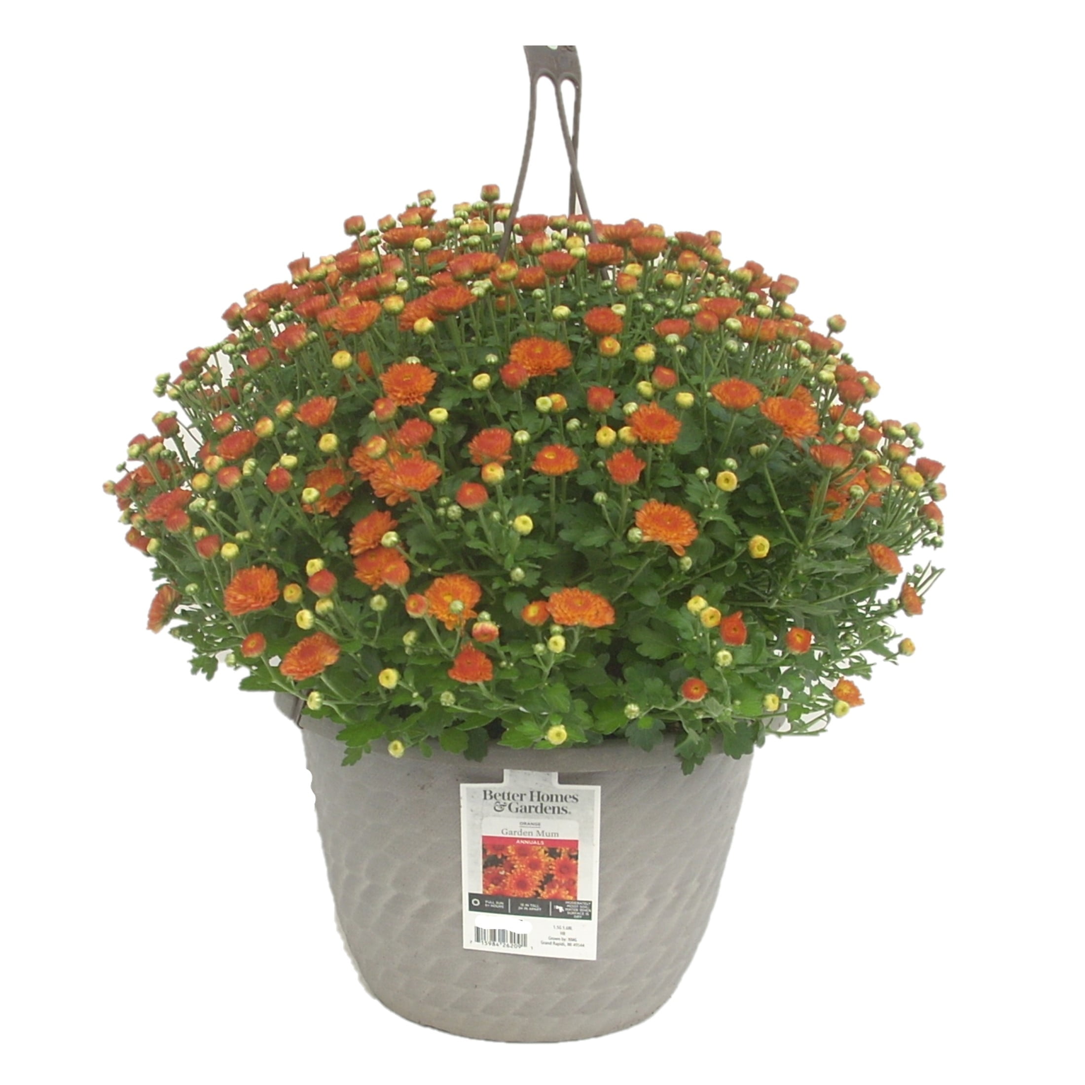 Better Homes & Gardens 10" Orange Mum HB, Live Plants, Full Sun ...