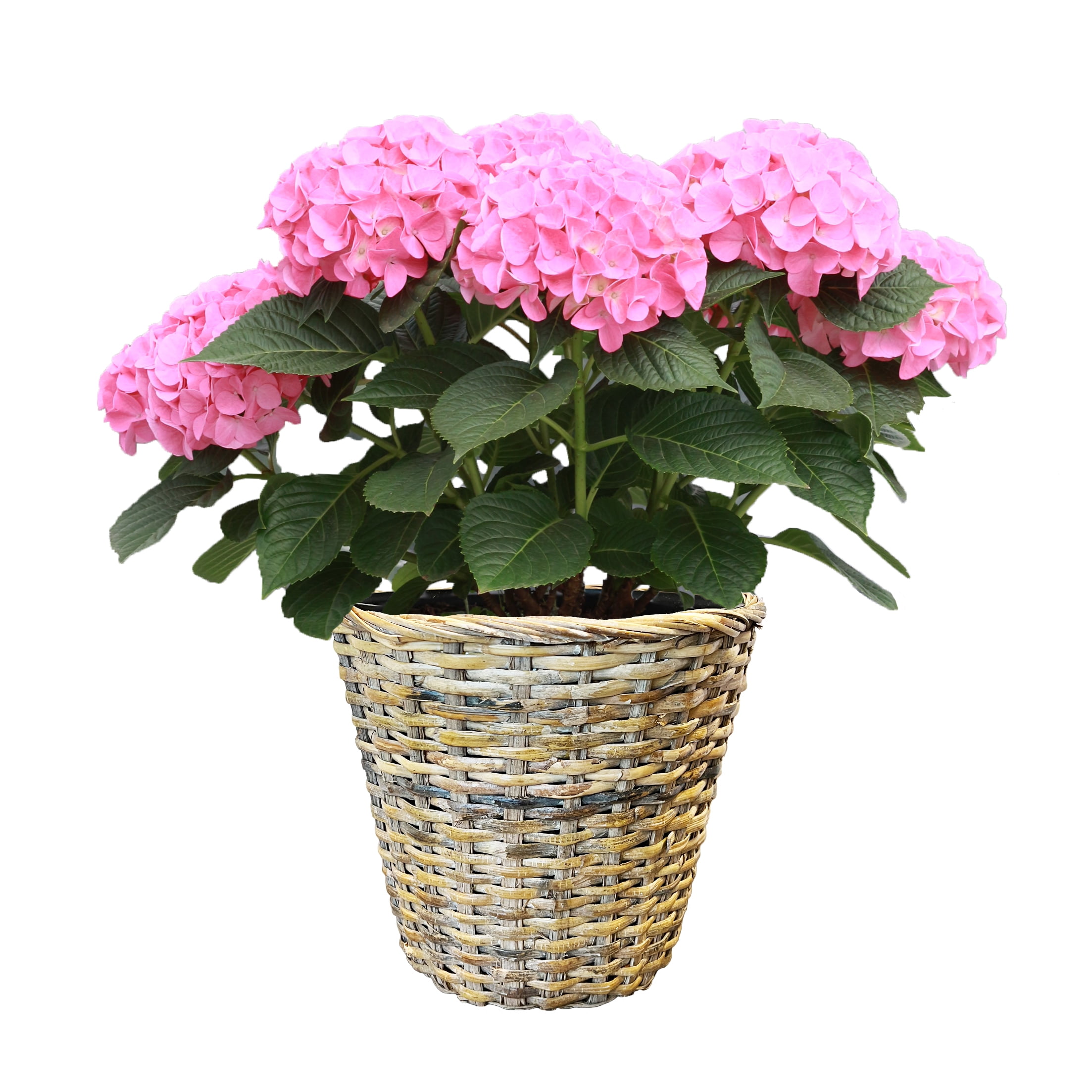 Better Homes & Gardens 10" Pink Wedding Hydrangea in Wicker Basket Live ...