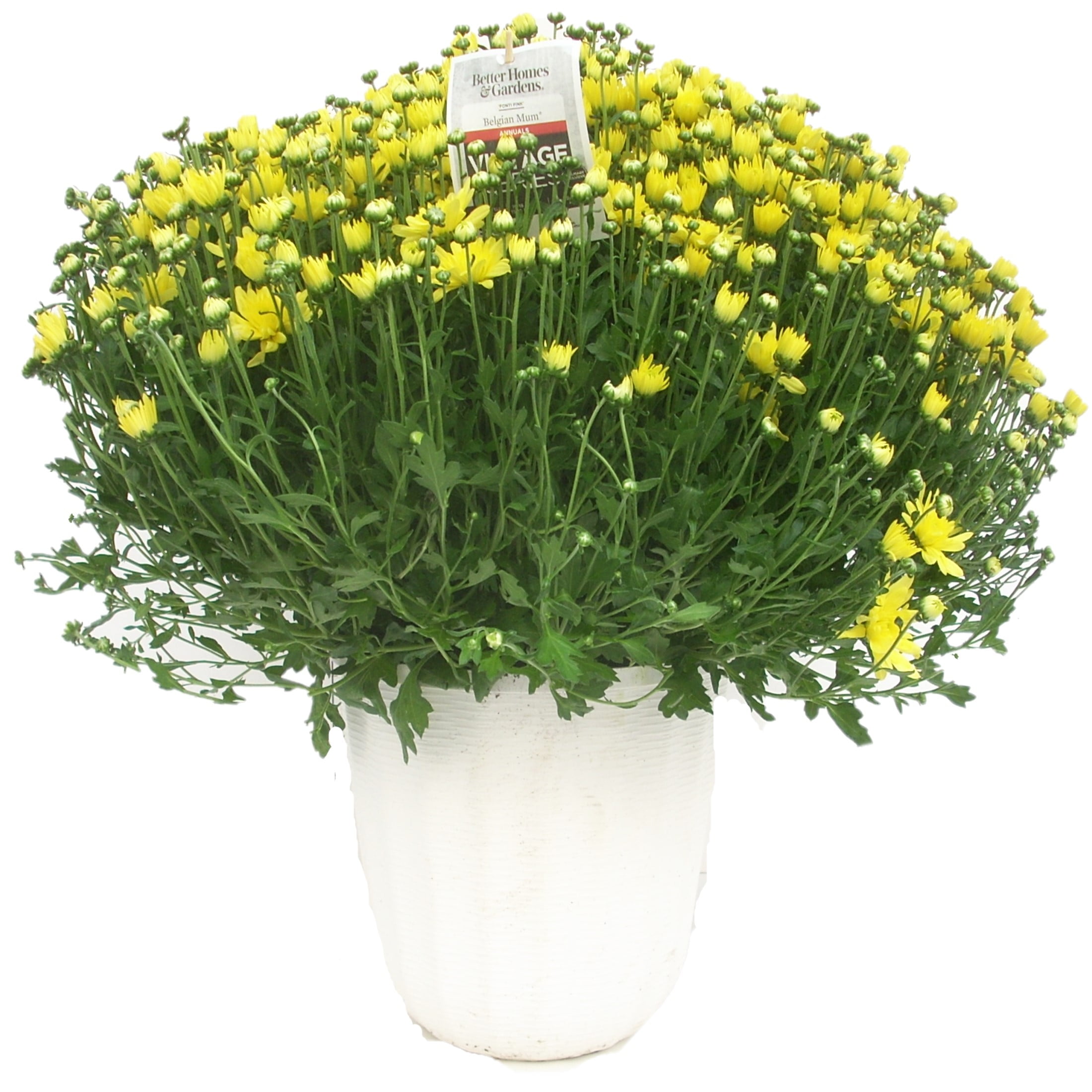 "Better Homes & Gardens 10"" Yellow Mum Live Plants - Walmart.com