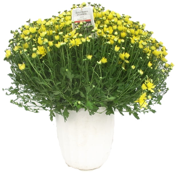 Better Homes & Gardens 10" Yellow Mum Live Plants, Full Sun - Walmart ...