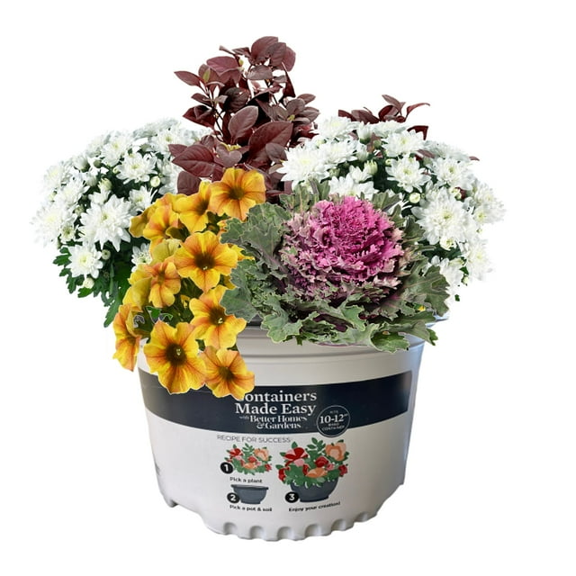 Better Homes & Gardens 10 inch Containers Made Easy Mum Multicolor ...