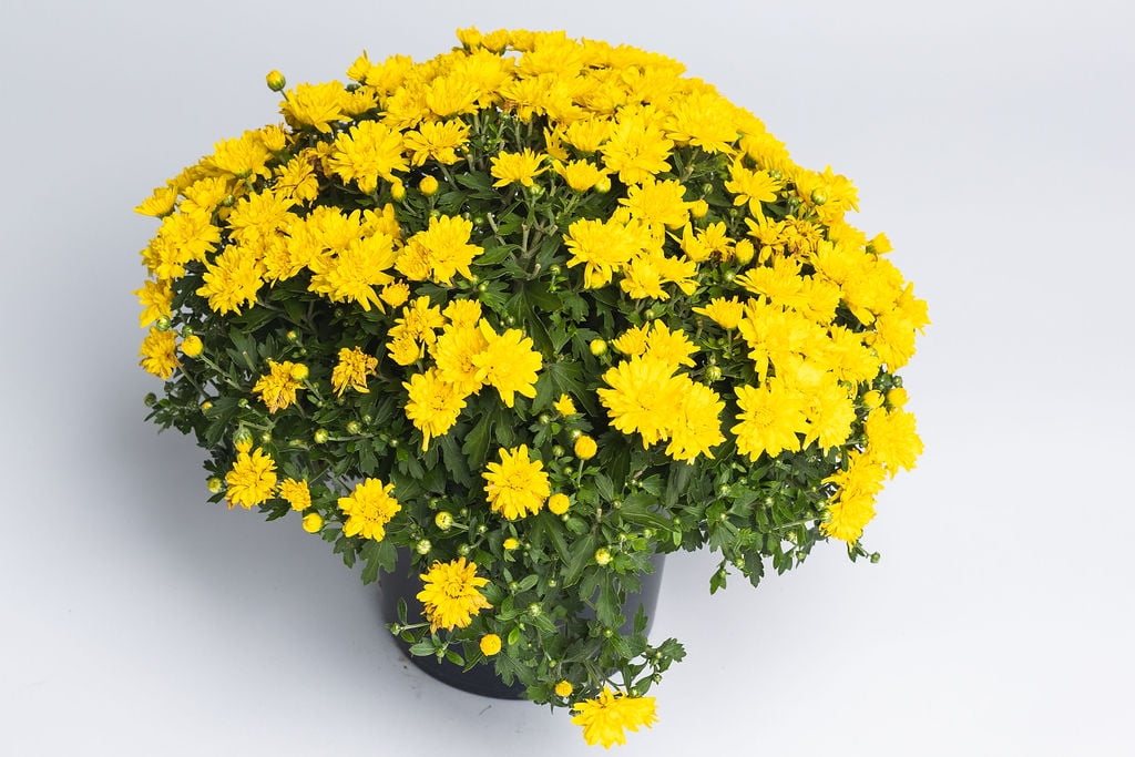 Better Homes & Gardens 10IN Mum Yellow Annual Live Plants Full Sun ...