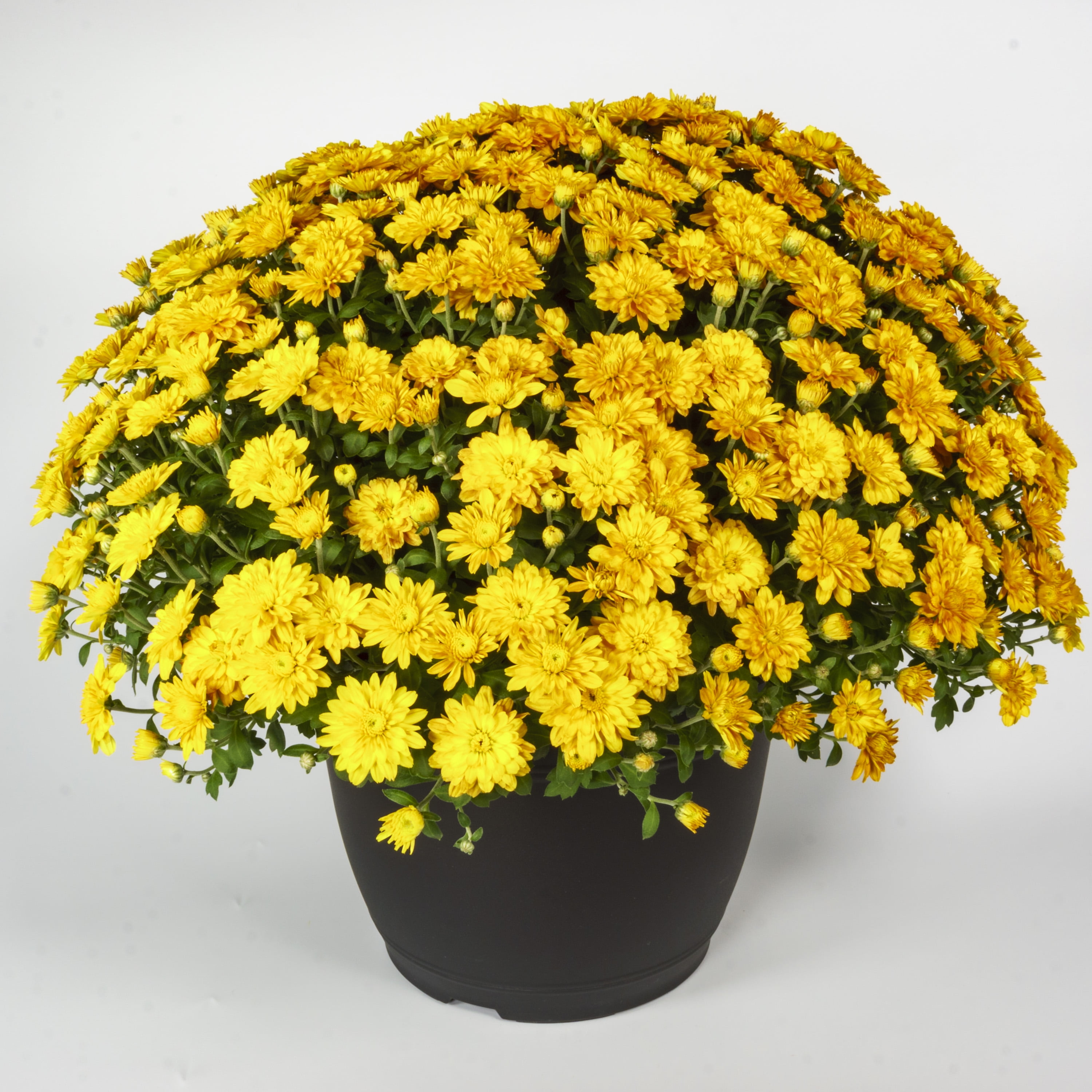 Better Homes & Gardens 10IN Mum Yellow Daisy, Garden Mum, Full sun ...