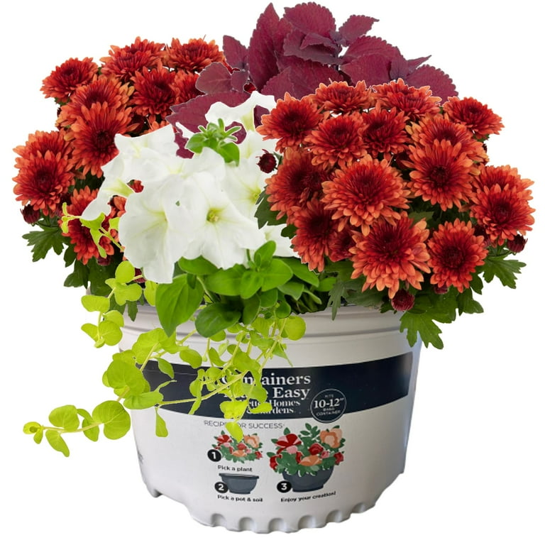 Container Gardens Full Sun Pots