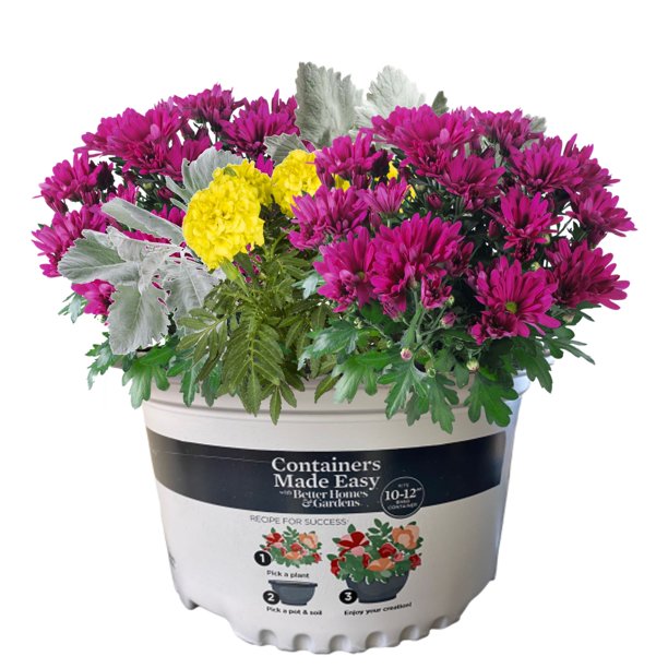 Better Homes & Gardens 10in Containers Made Easy Mum Multicolor Combo ...