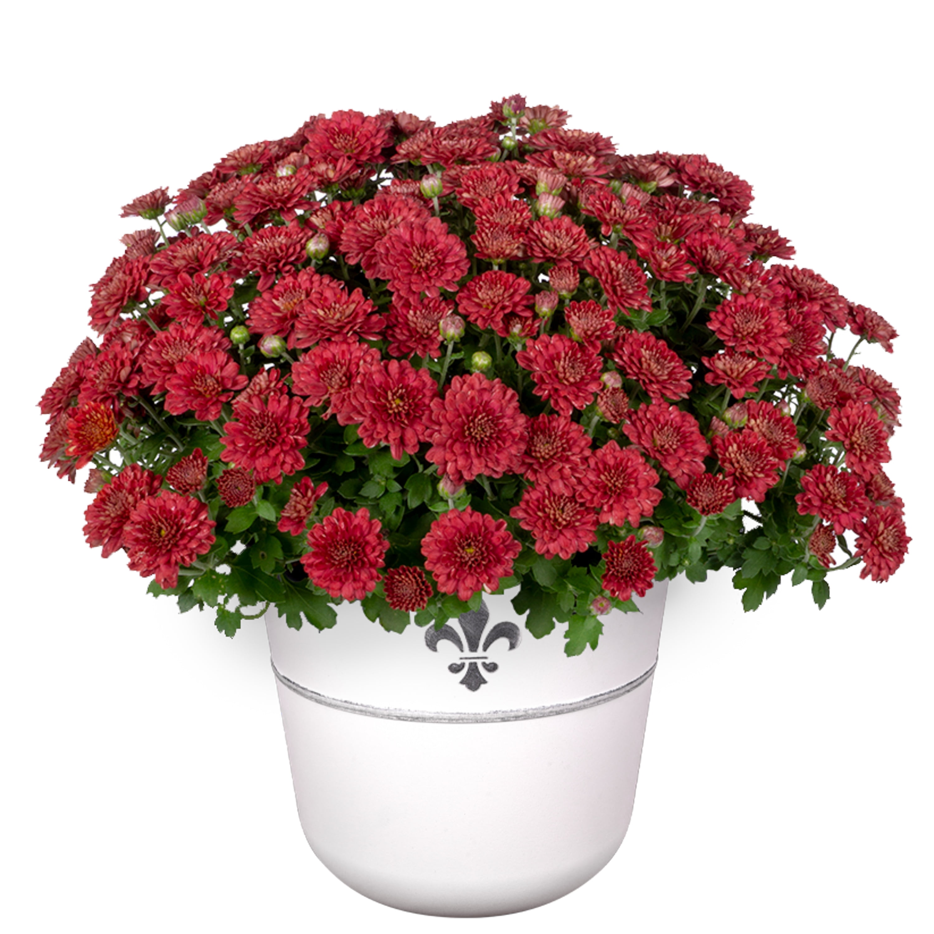 Better Homes & Gardens 11IN Mum Milk Barrel Red, Garden Mum, Full Sun ...
