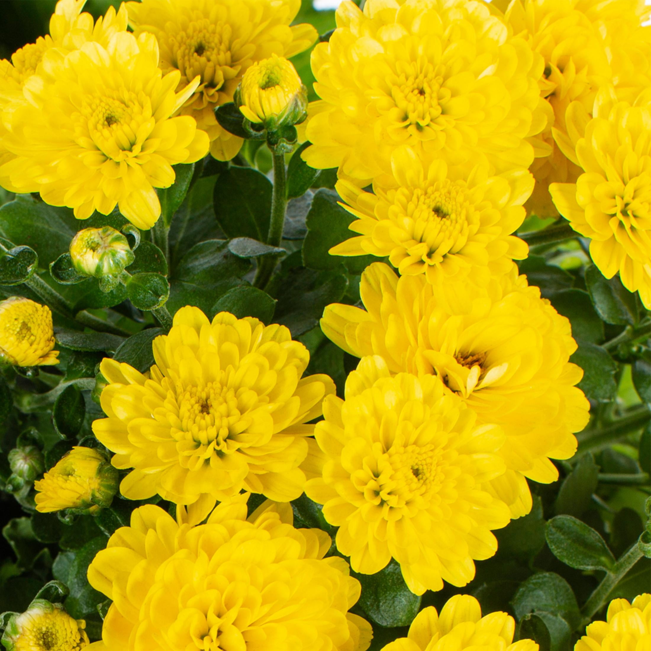 Better Homes & Gardens 11in Mum Yellow Live Plants Sun with Planter ...