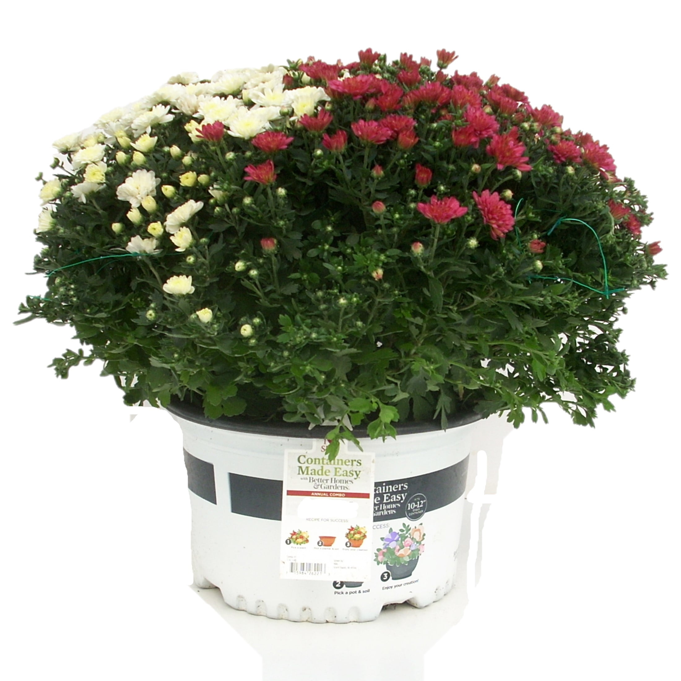 Better Homes & Gardens 12" Multicolor CME Mum, Live Plants, Full Sun ...