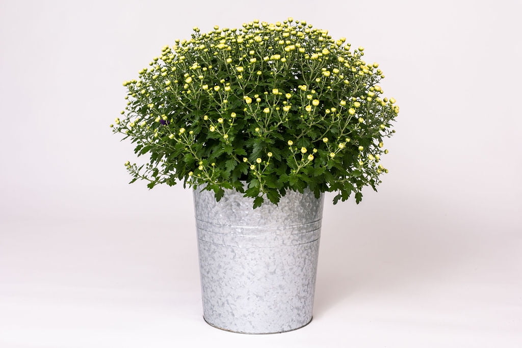 Better Homes & Gardens 12IN Mum Various Colors - Walmart.com