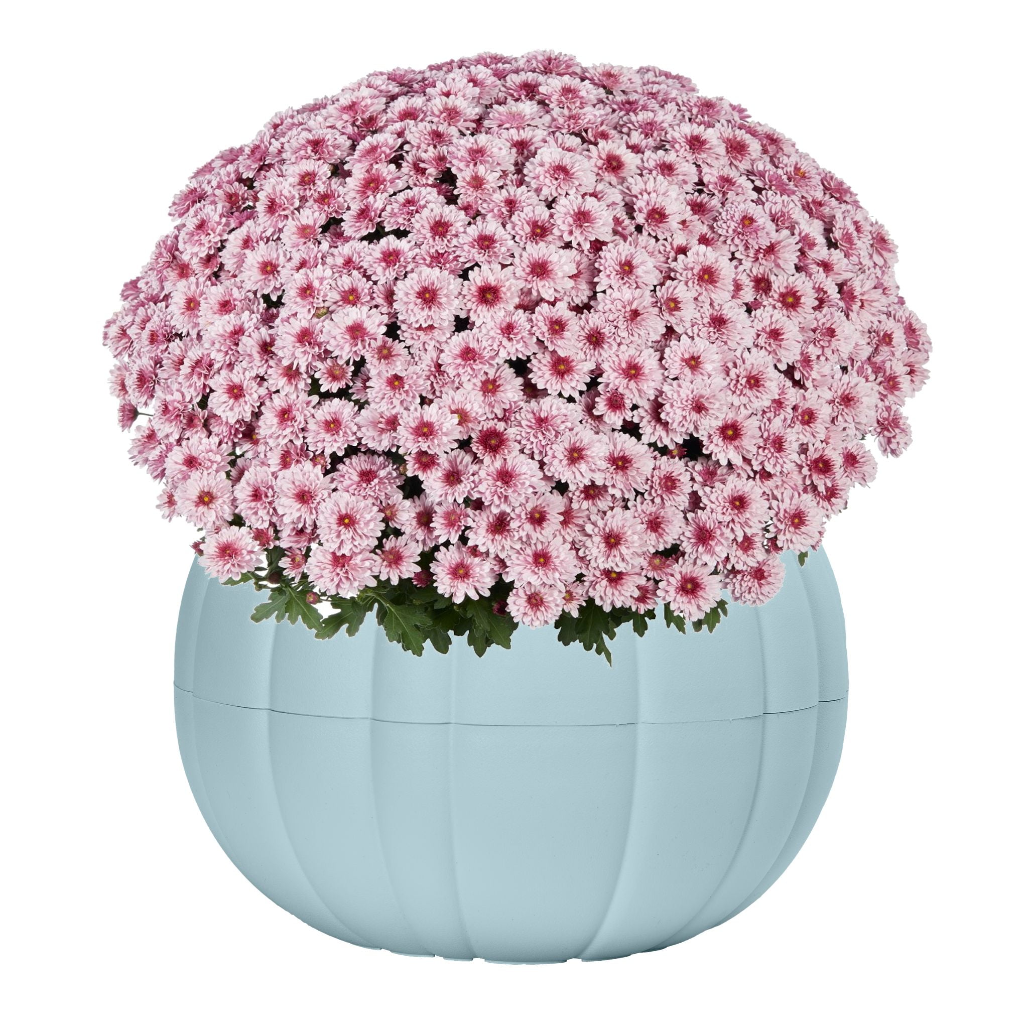 Better Homes & Gardens 14" Pink Bicolor Garden Mum Live Plants in Lunar ...