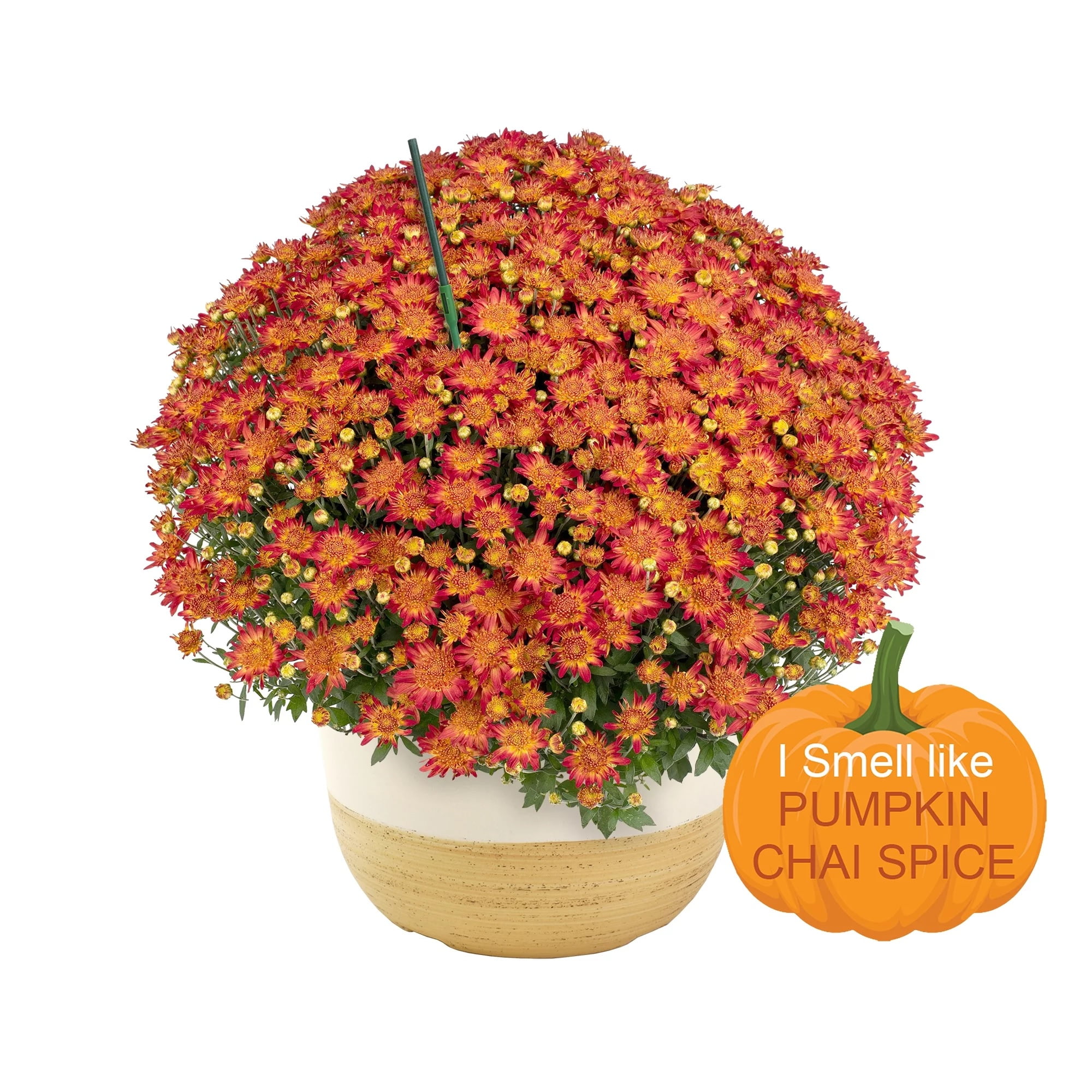 Better Homes & Gardens 1G Bronze Mum with Pumpkin Spice Scented Stick ...