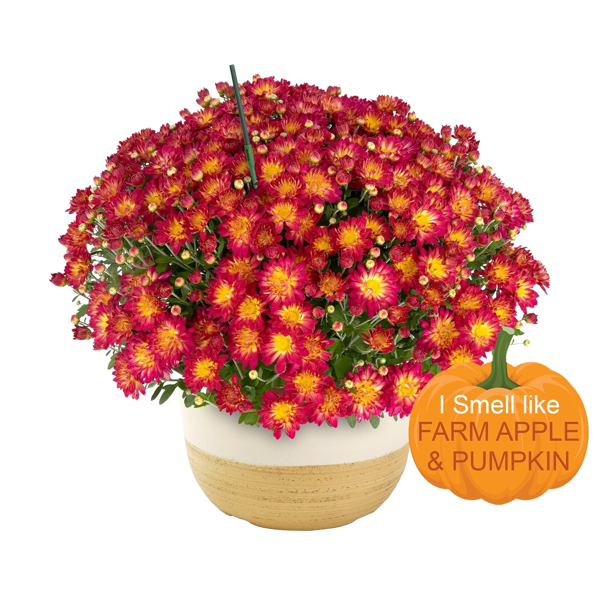 Better Homes & Gardens 1G Orange Mum with Apple and Pumpkin Scented ...