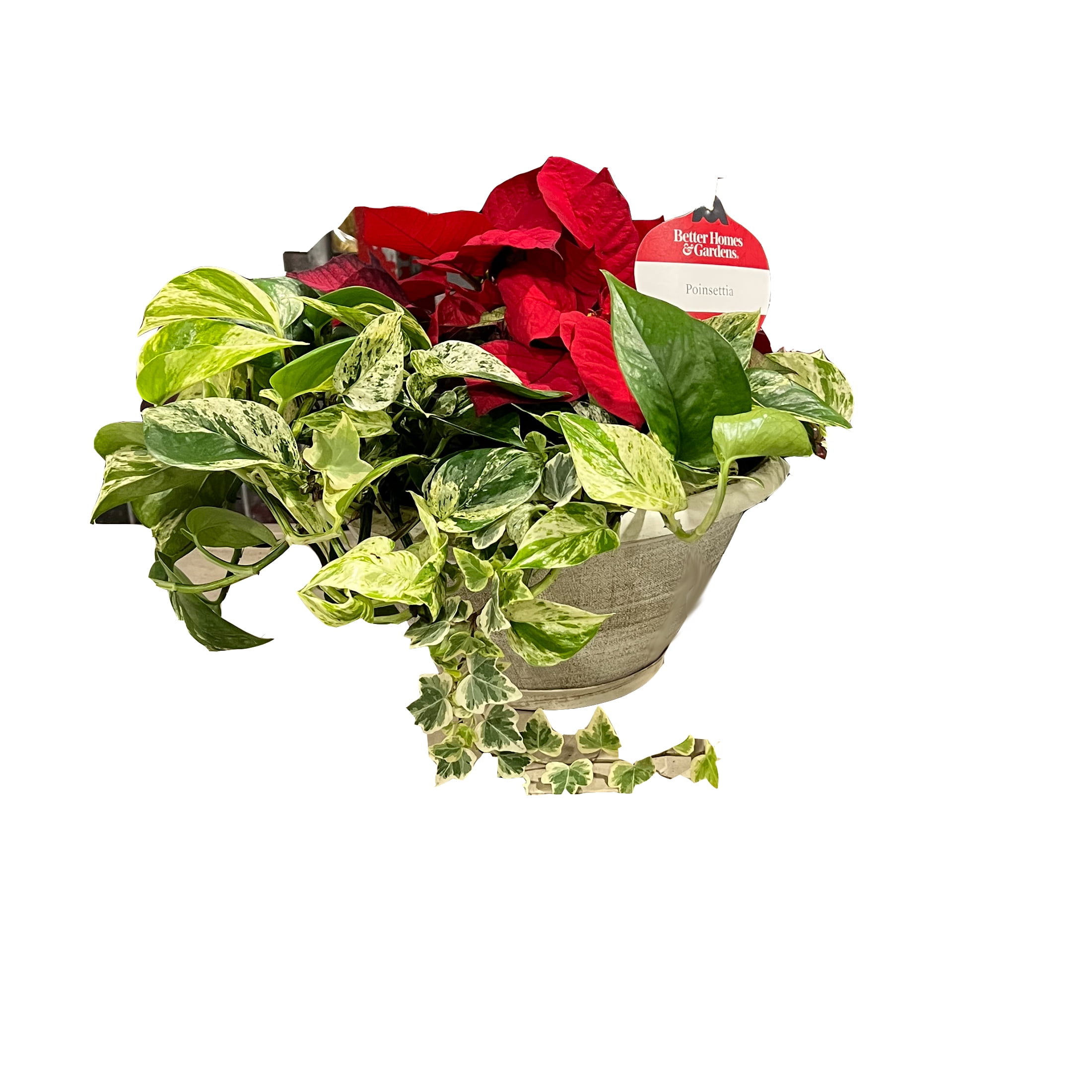 Better Homes & Gardens 1G Poinsettia Foliage Combo Live Plants Sun ...