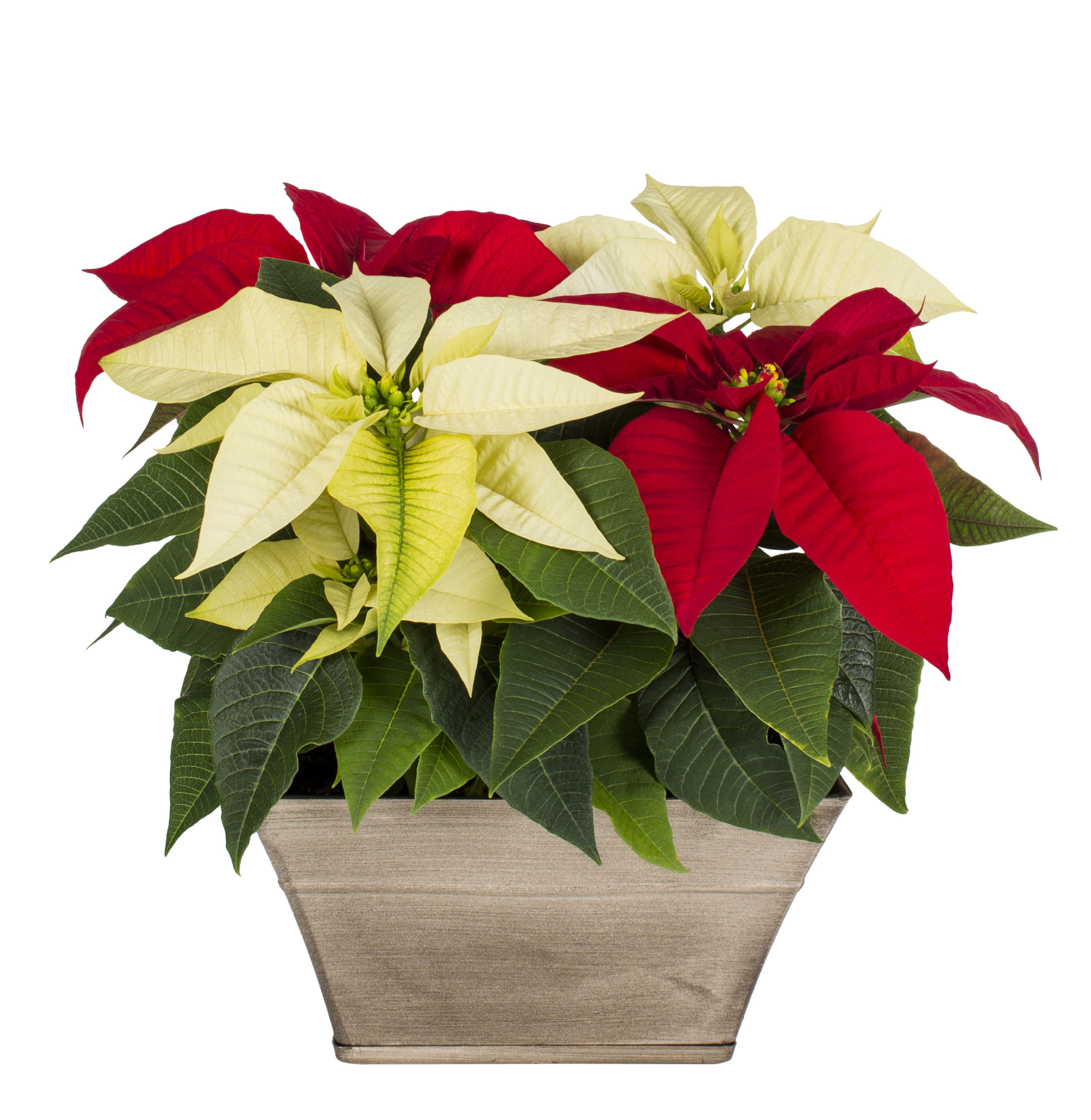 Better Homes & Gardens 1G Red White Poinsettia Live Plants with ...
