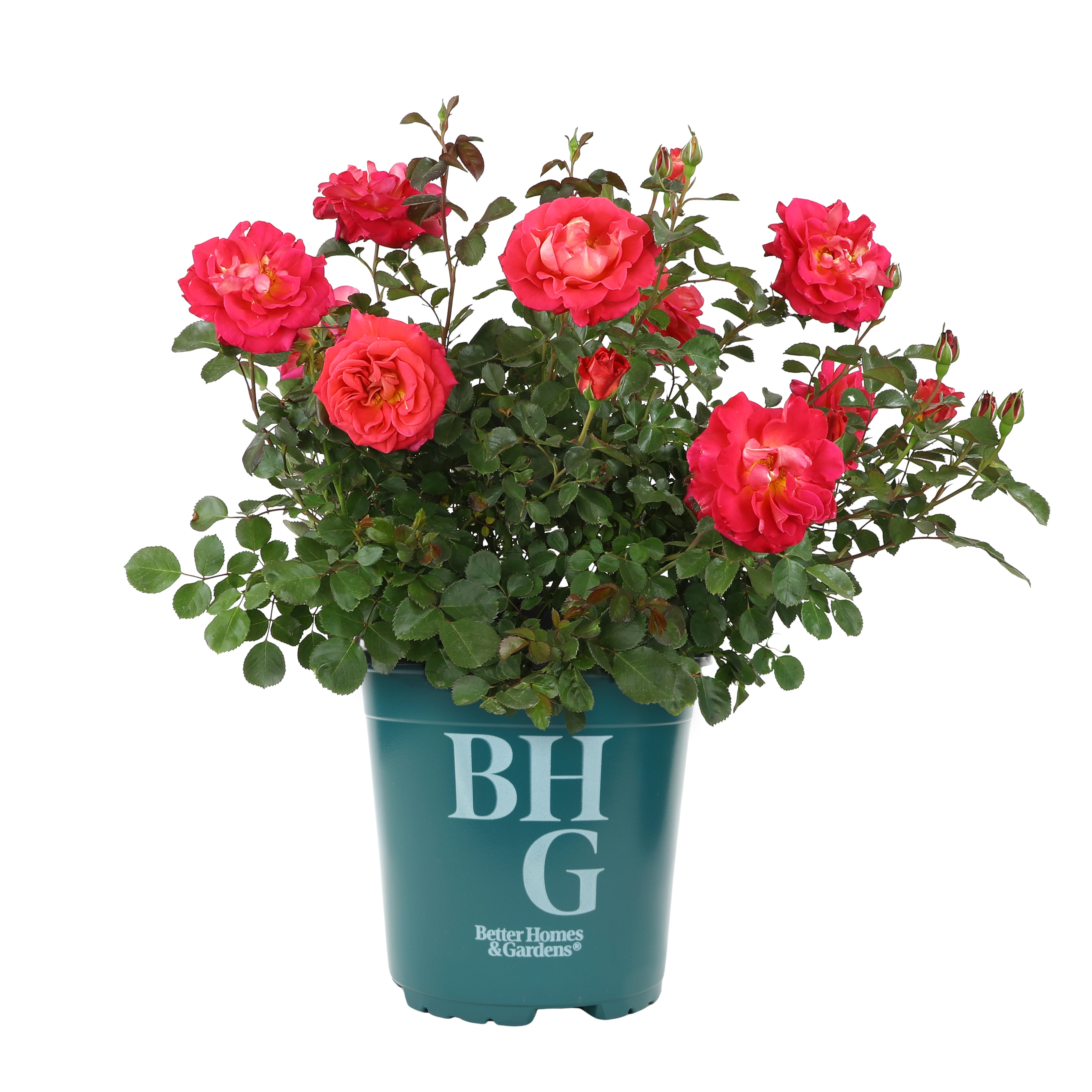 Better Homes & Gardens 1G Rose Albireo Orange Deciduous Flowering Live ...