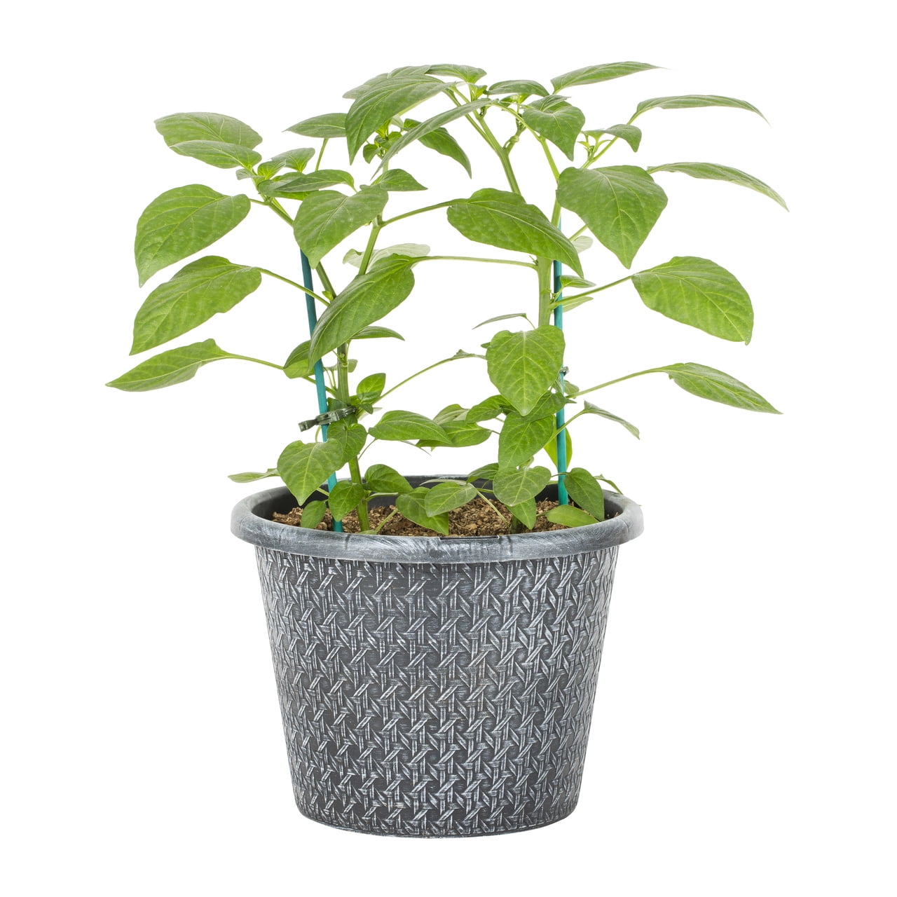 Better Homes & Gardens 1G Sweet Pepper - Walmart.com