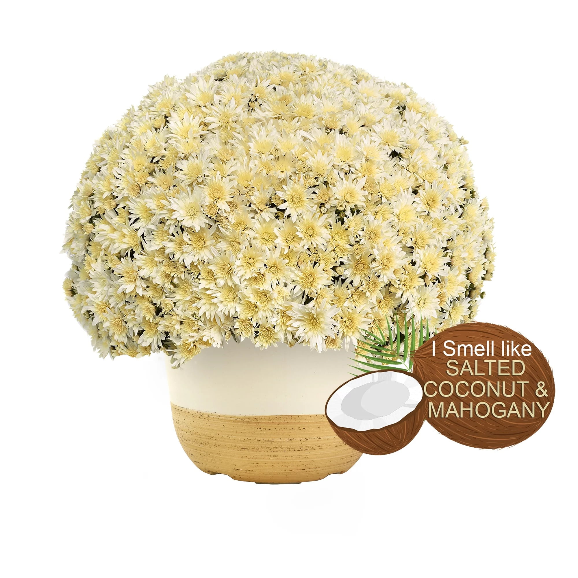 Better Homes & Gardens 1G White Mum with Vanilla and Caramel Scented ...