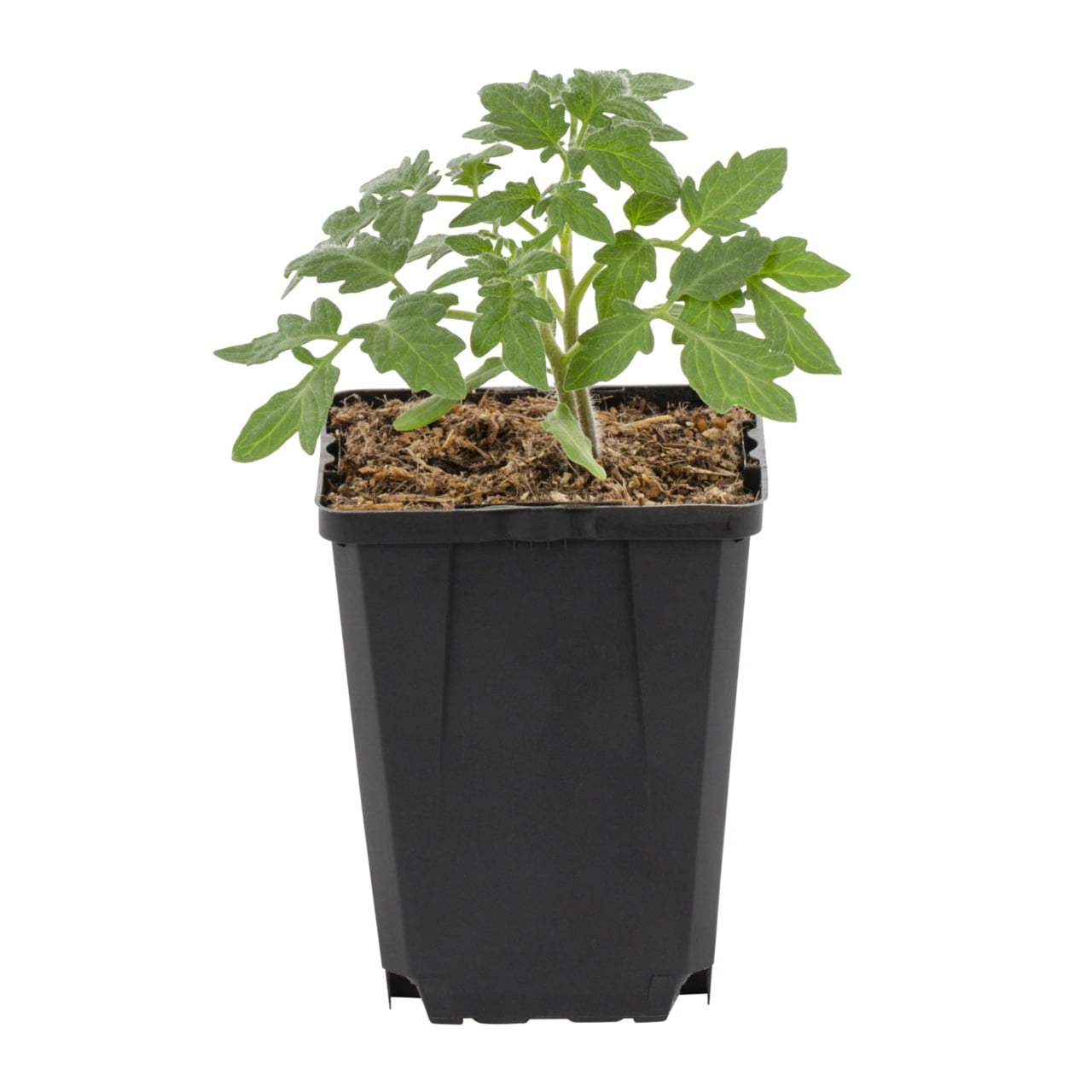 Better Homes & Gardens 1Pt Better Boy Tomato Plant with Grower Pot ...