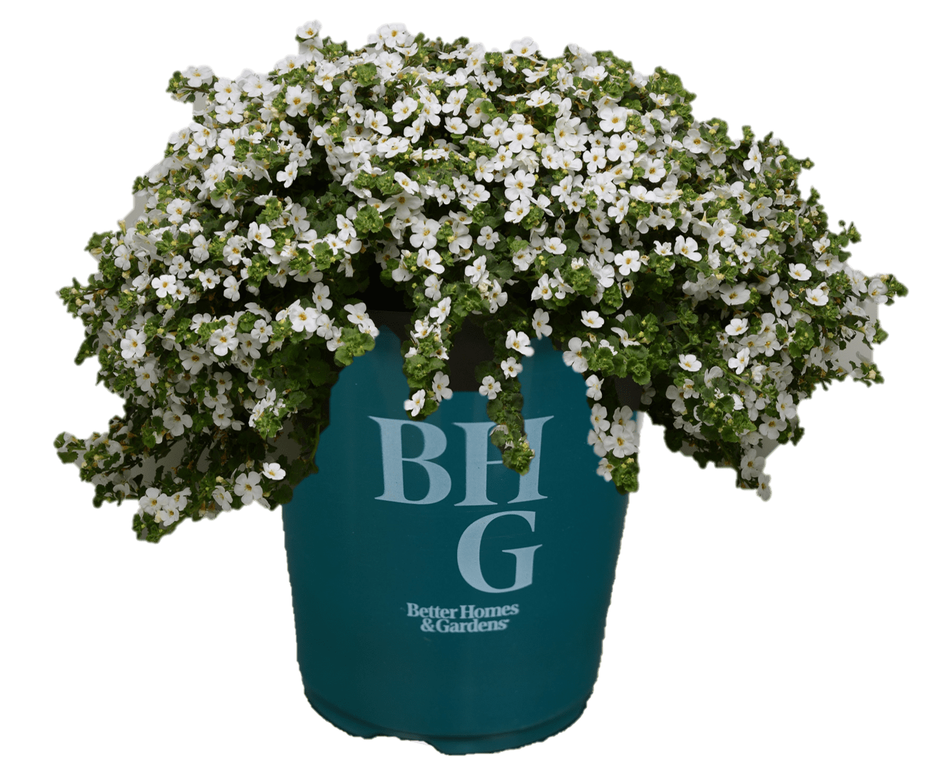 Better Homes & Gardens 1QT Bacopa Megacopa White Annual Live Plant Full ...