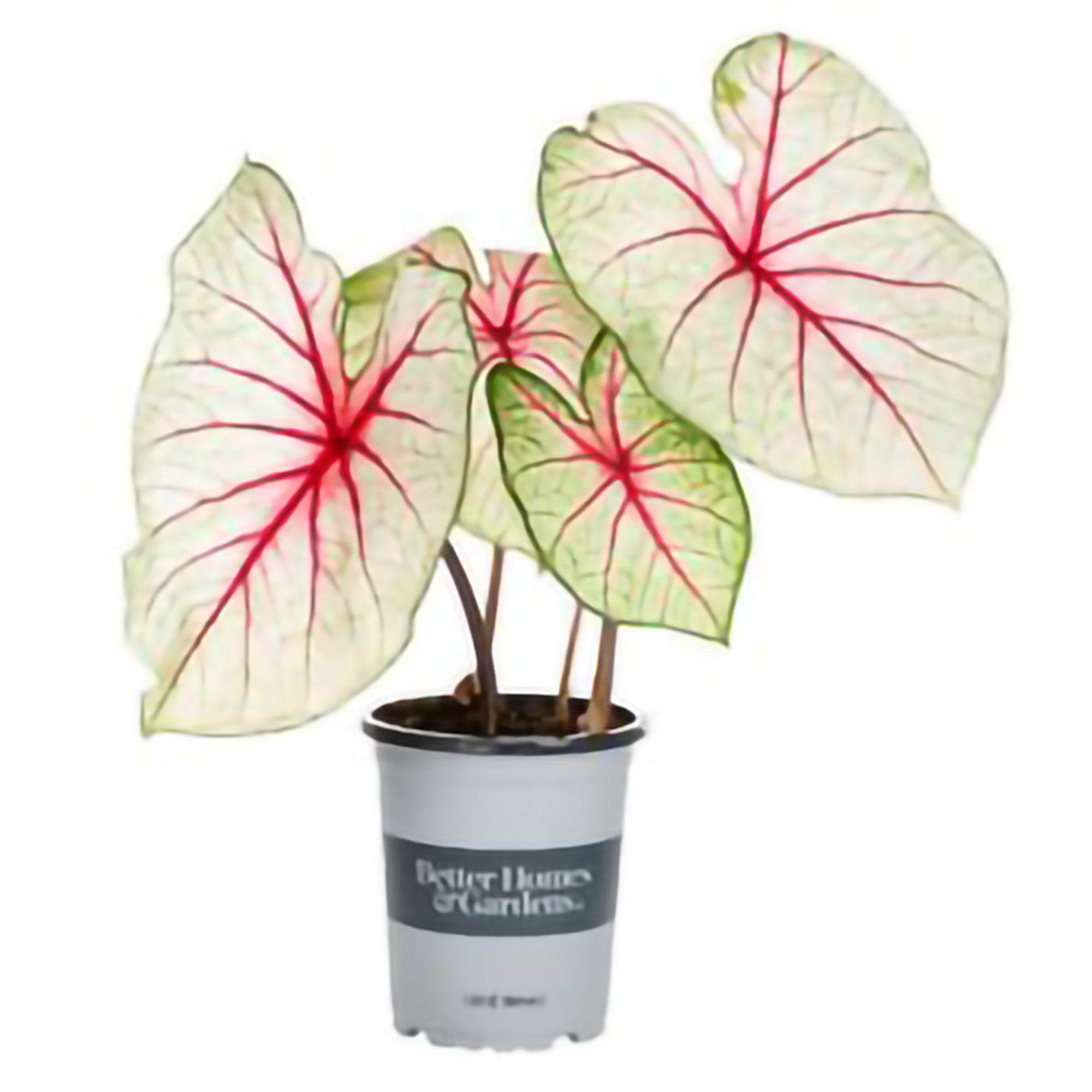 Better Homes & Gardens 1QT Caladium White & Green Perennial Live Plant ...