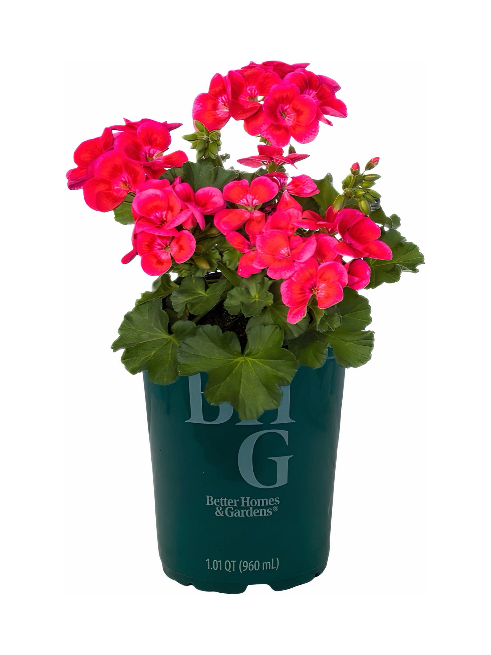 Better Homes & Gardens 1QT Geranium Pretty Little Pink Splash Live ...