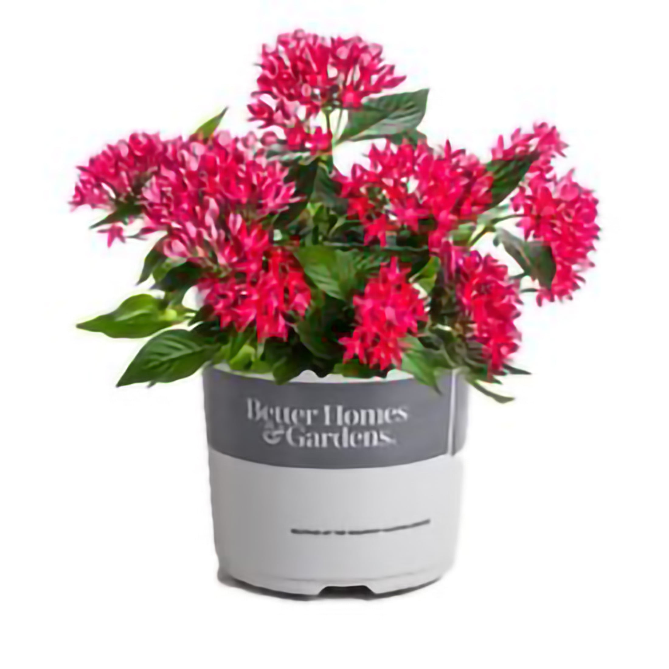 Better Homes & Gardens 1QT Graffiti Pentas Bright Red Colors Annual ...