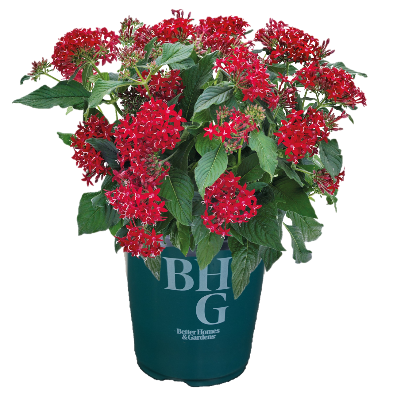 Better Homes & Gardens 1QT Graffiti Pentas Bright Red Colors Annual ...