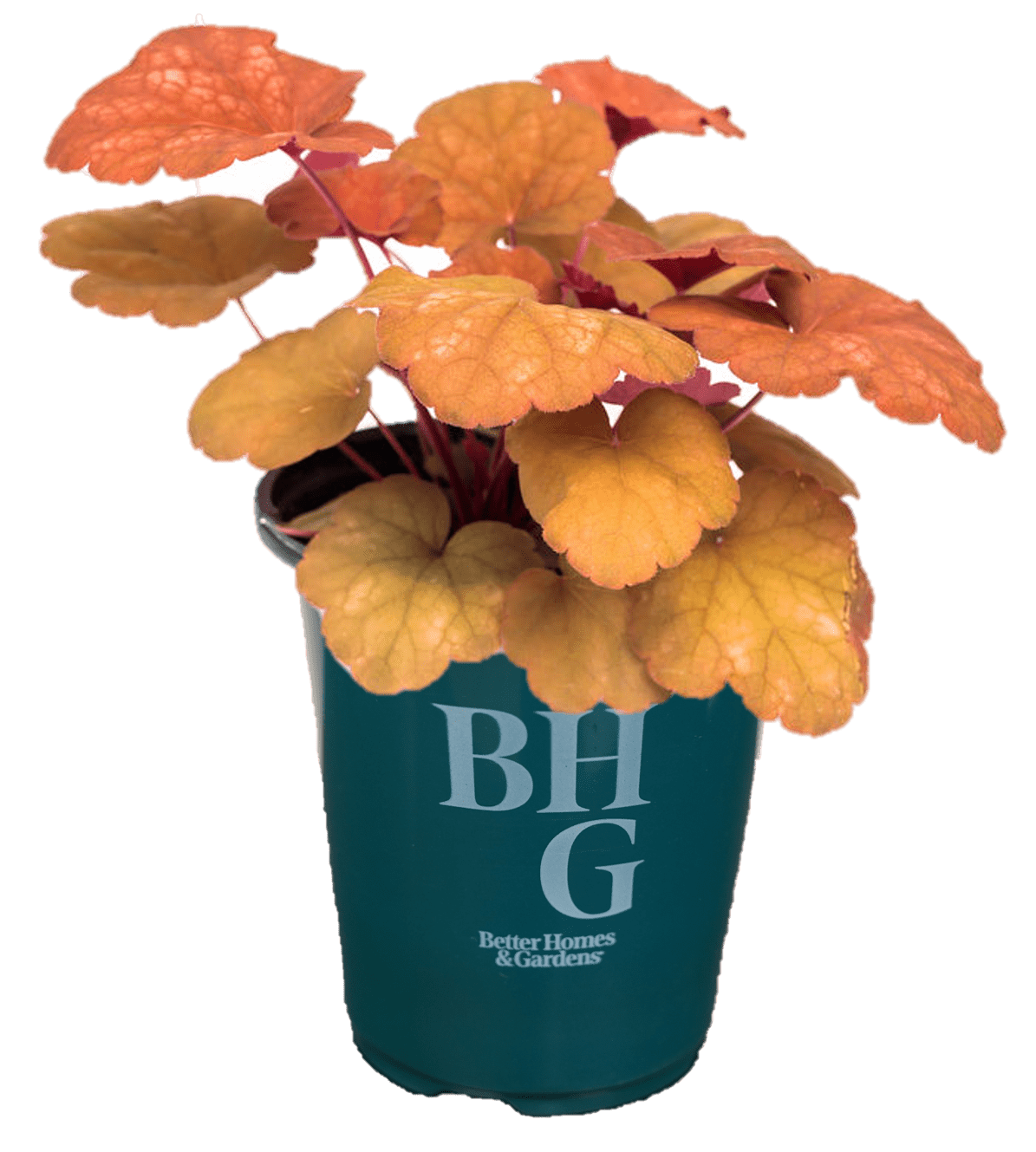 Better Homes & Gardens 1QT Heuchera Various Colors Full Sun Perennial ...