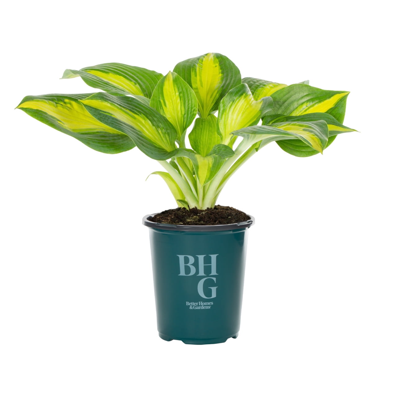 Better Homes & Gardens Multicolor Hosta Twilight 1QT Shade Perennial ...