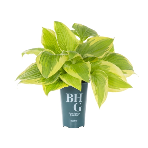 Leaf Of Life Plant