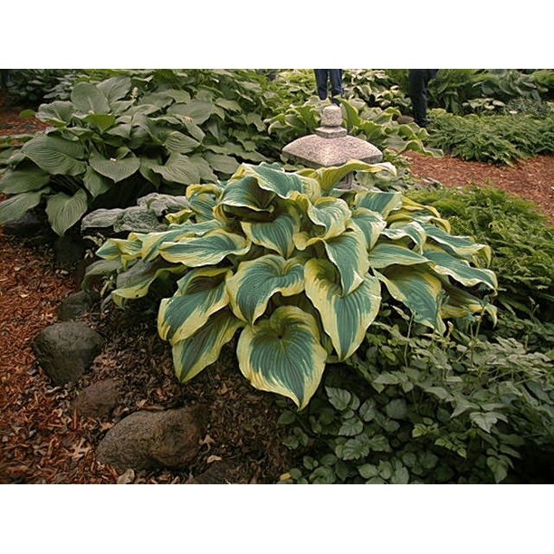 Better Homes & Gardens 1QT Multicolor Hosta Plantain Lily Perennial ...